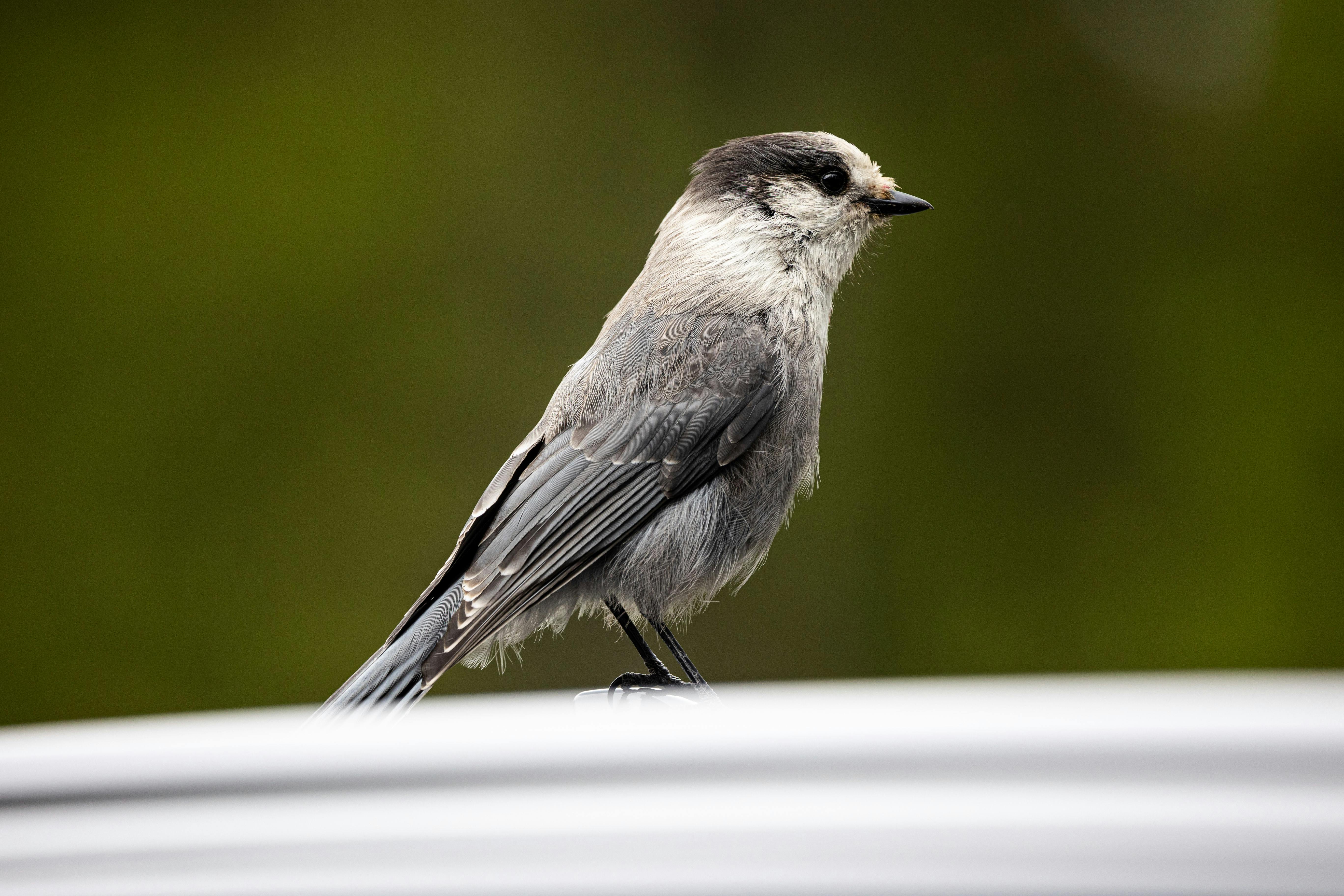 Close-Up Shot of a Canada Jay Bird · Free Stock Photo