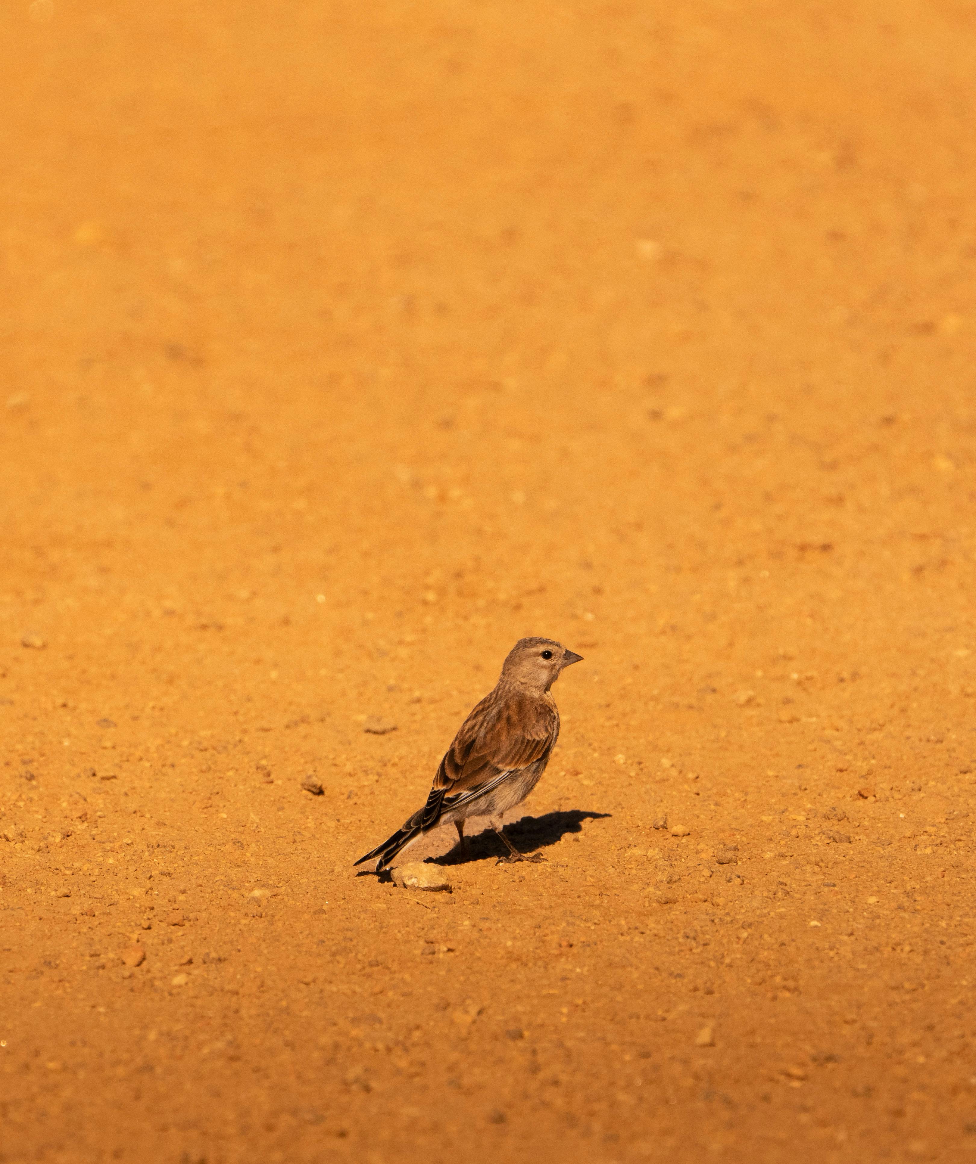 Daurian Redstart Bird Standing on Ground · Free Stock Photo