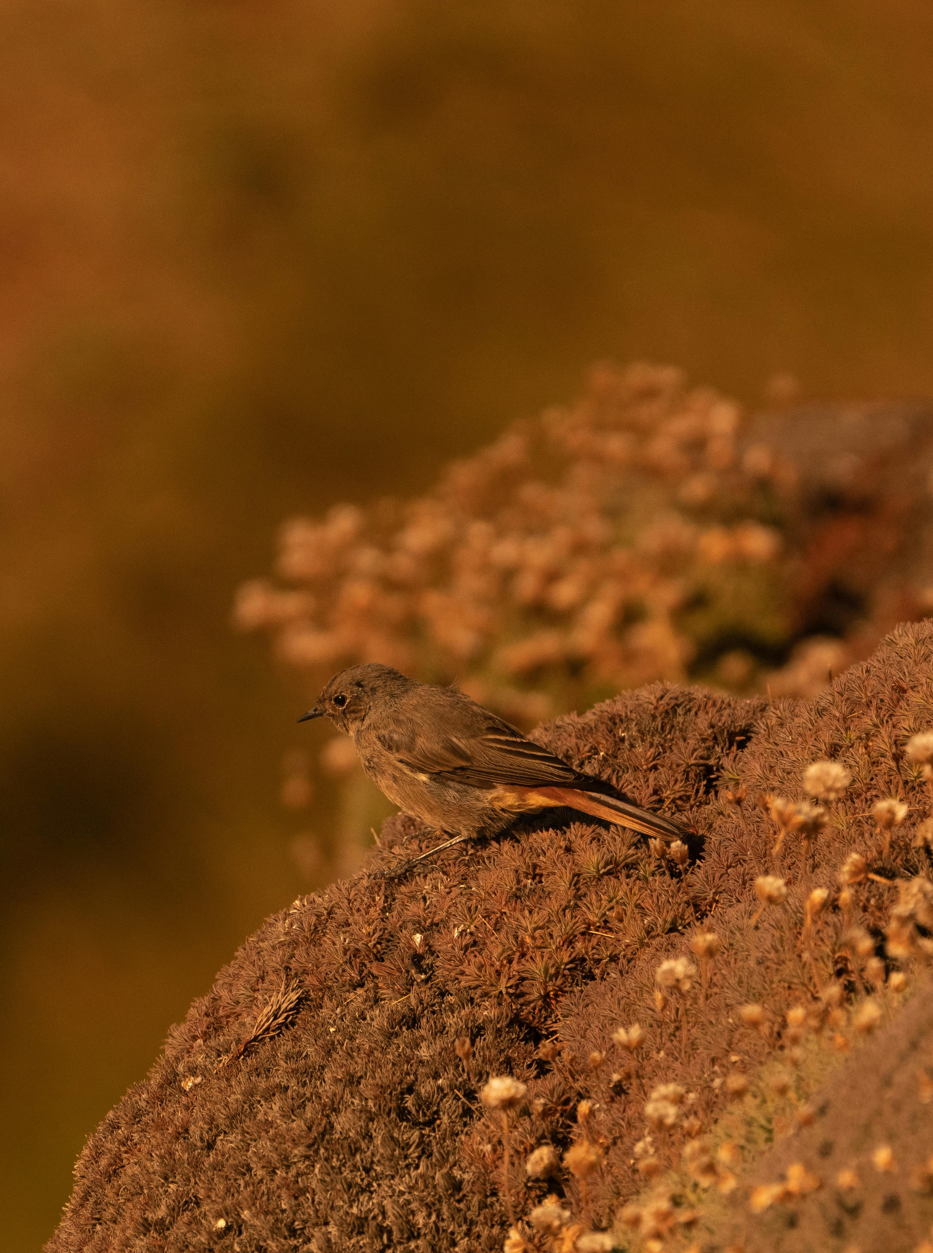 Close-Up Shot of a Passerine · Free Stock Photo