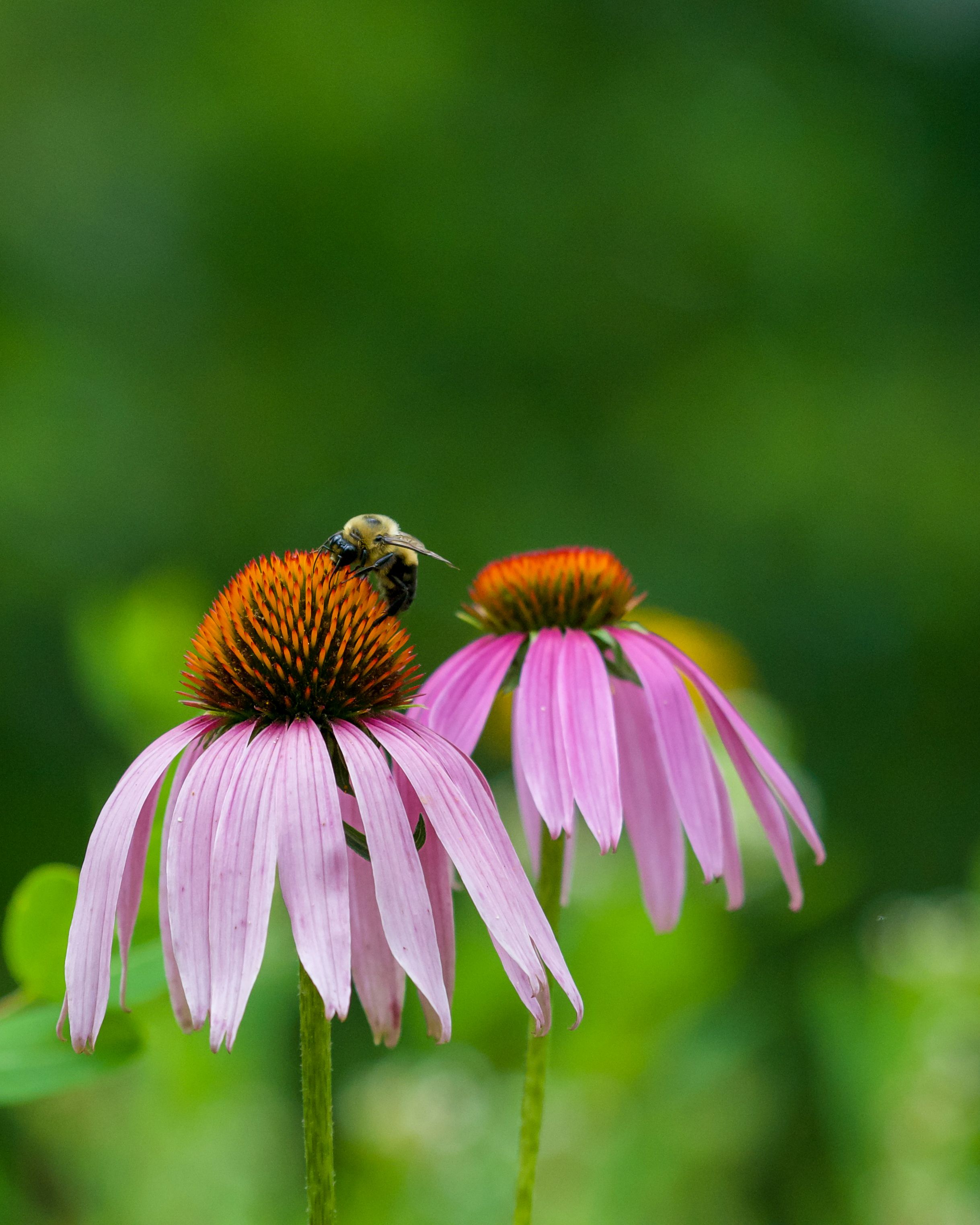 A Bee on a Coneflower · Free Stock Photo