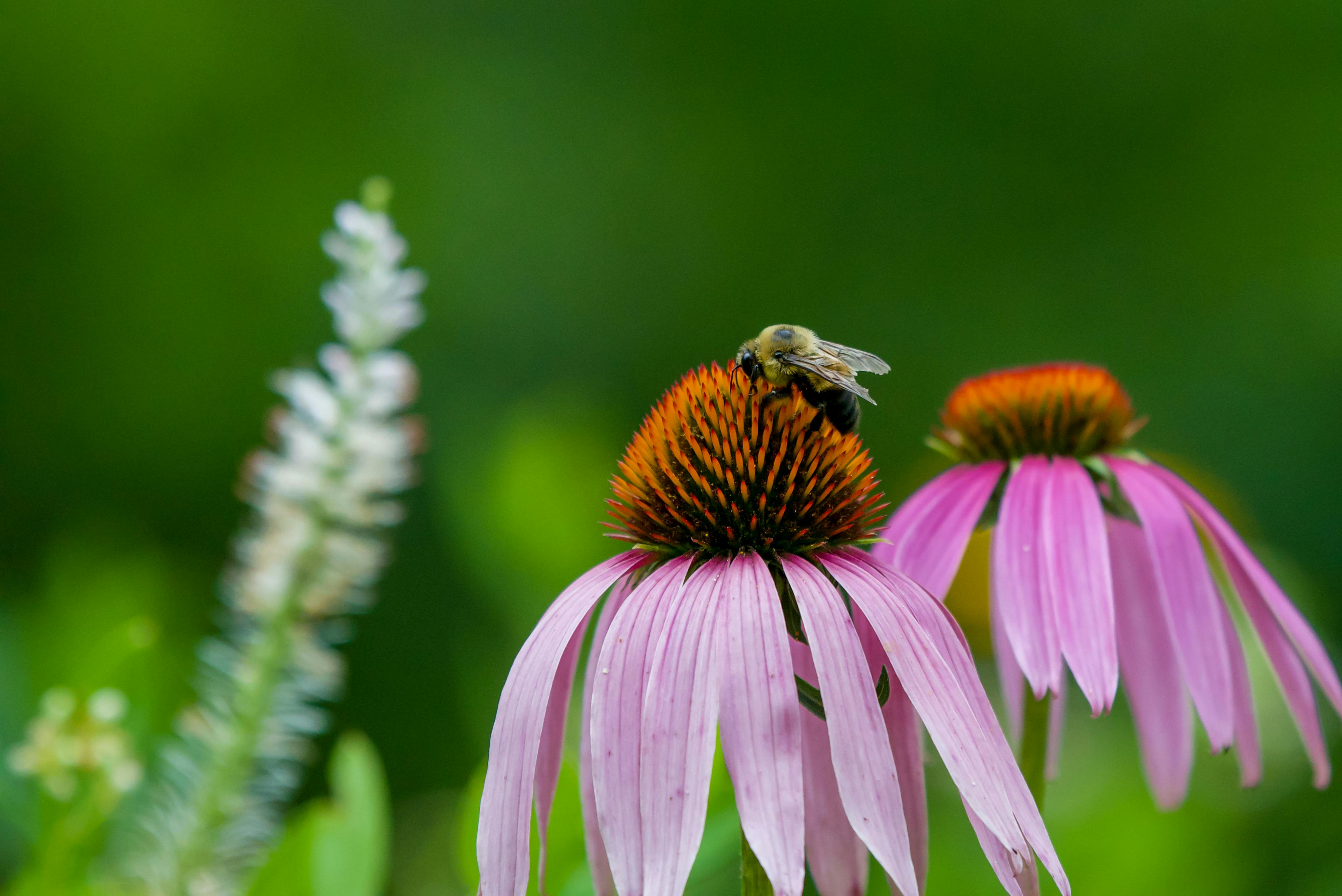 Honey Bee Perched on Purple Coneflower · Free Stock Photo