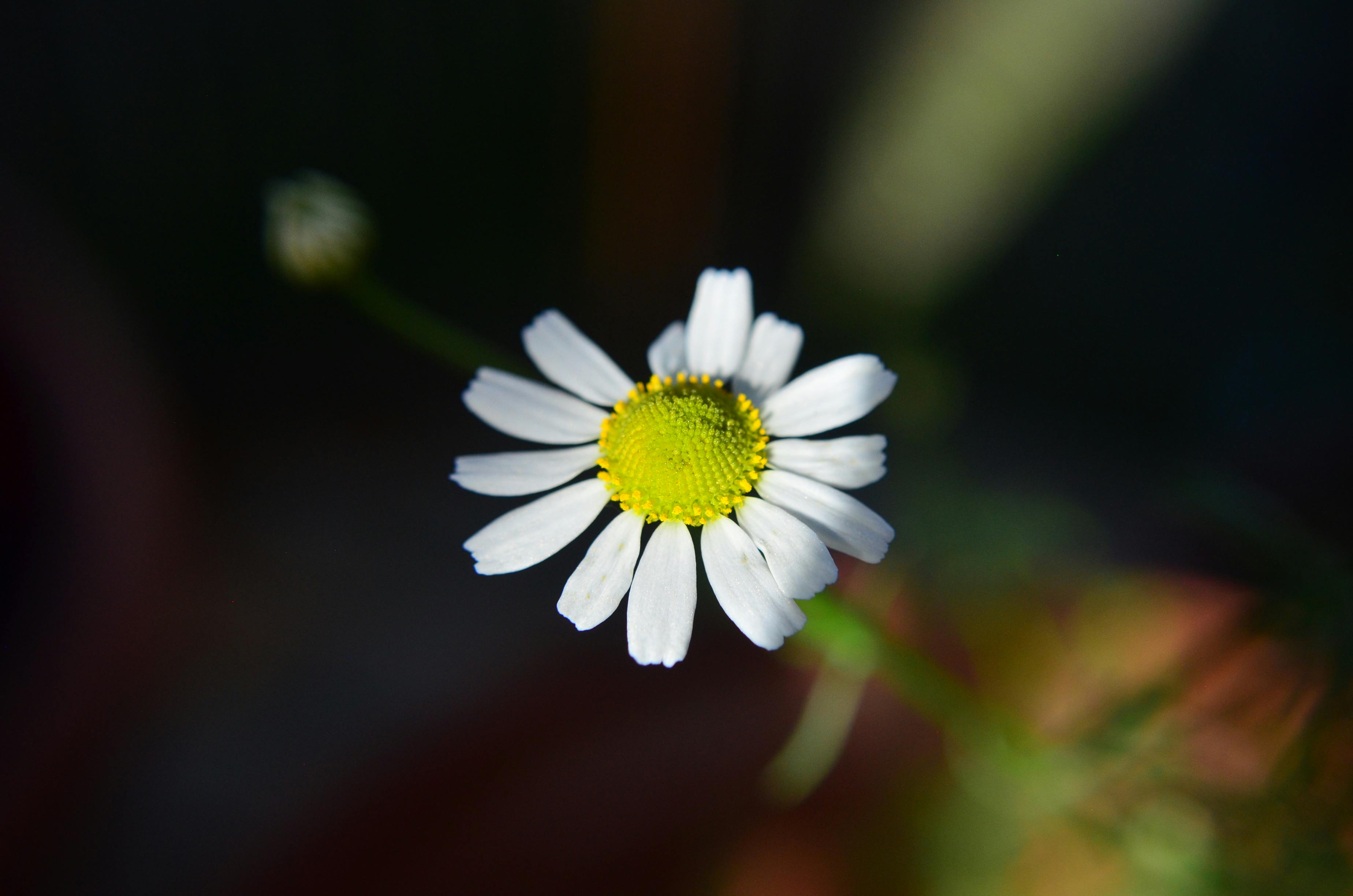 Close-Up Shot of a Daisy Flower · Free Stock Photo