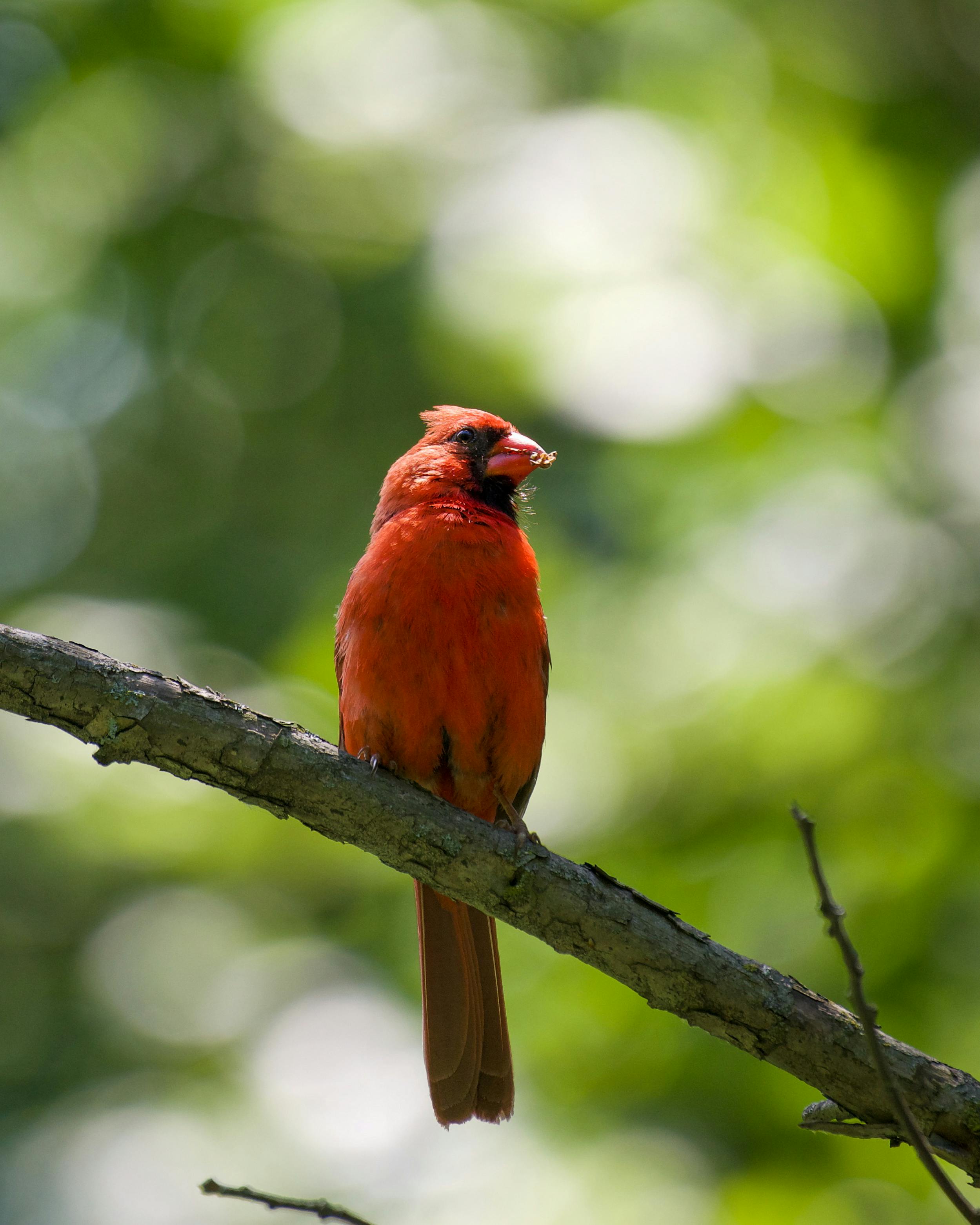 Photo of Northern Cardinal Perched on Brown Tree Branch · Free Stock Photo
