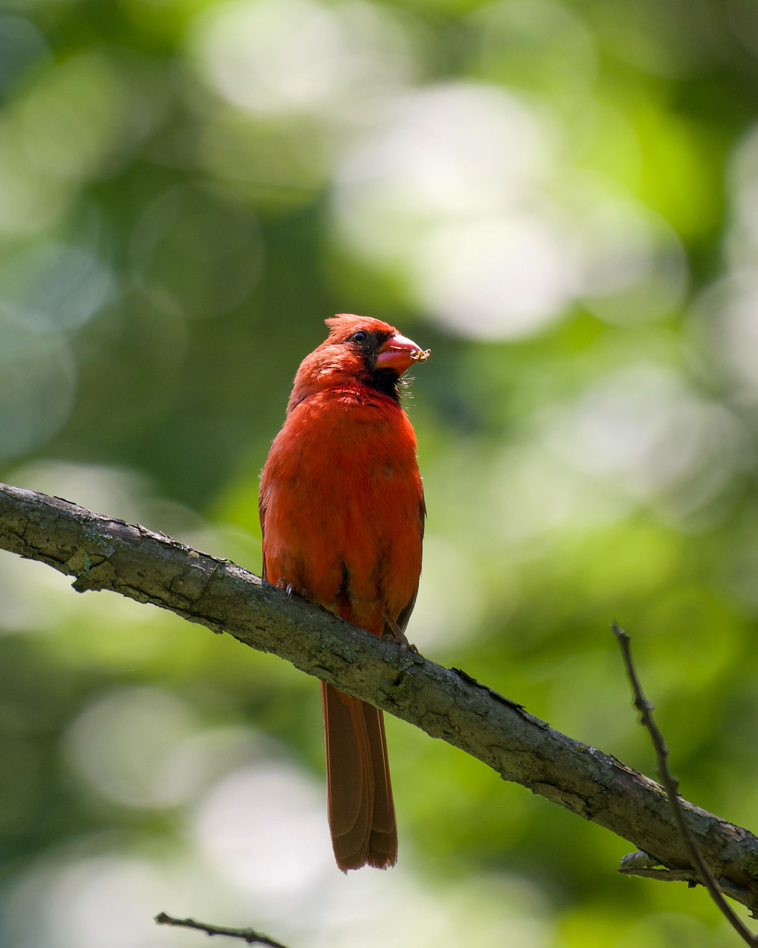 Cardinal Photos, Download The BEST Free Cardinal Stock Photos & HD Images