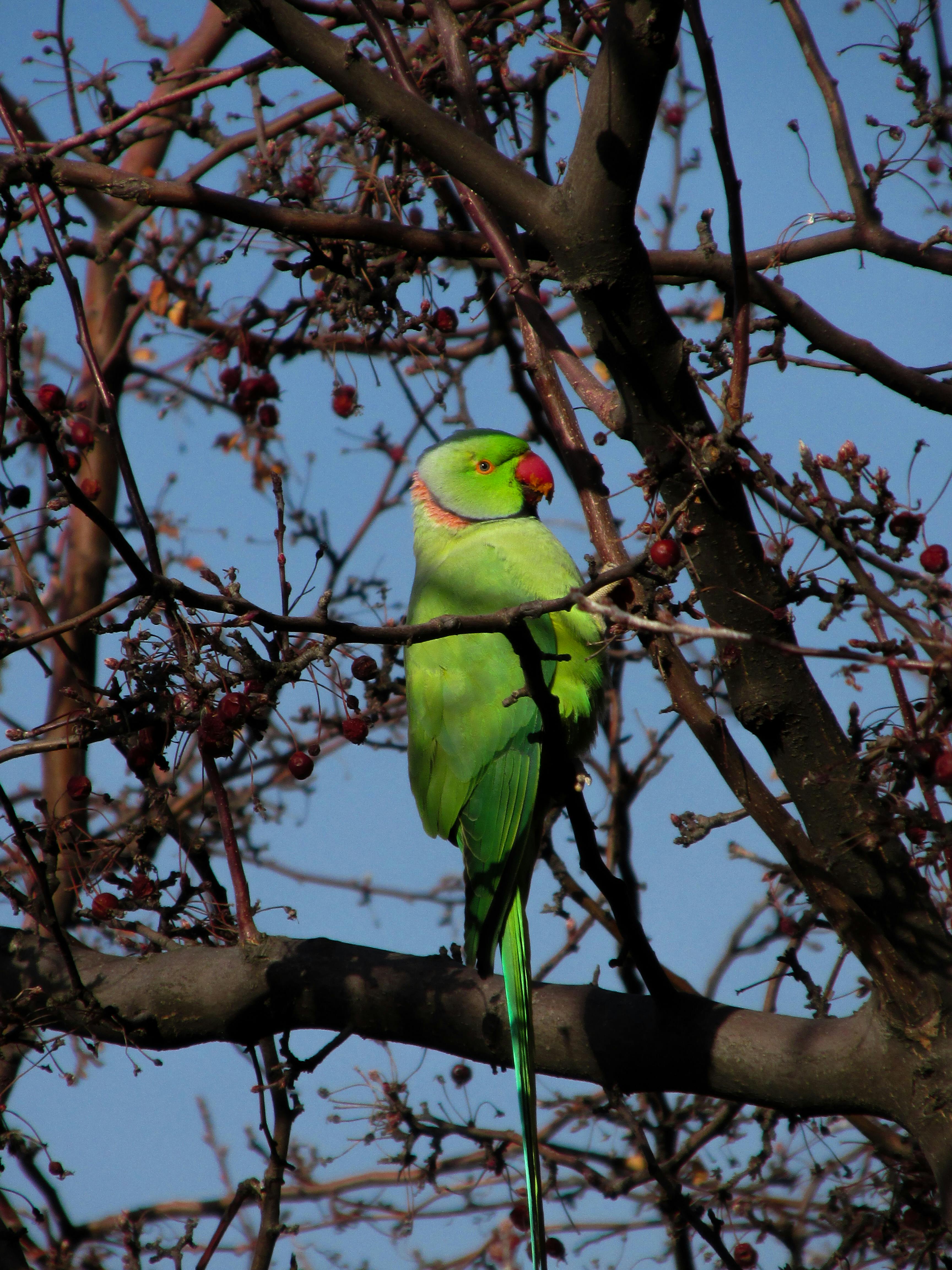 Green Bird on Brown Tree Branch · Free Stock Photo