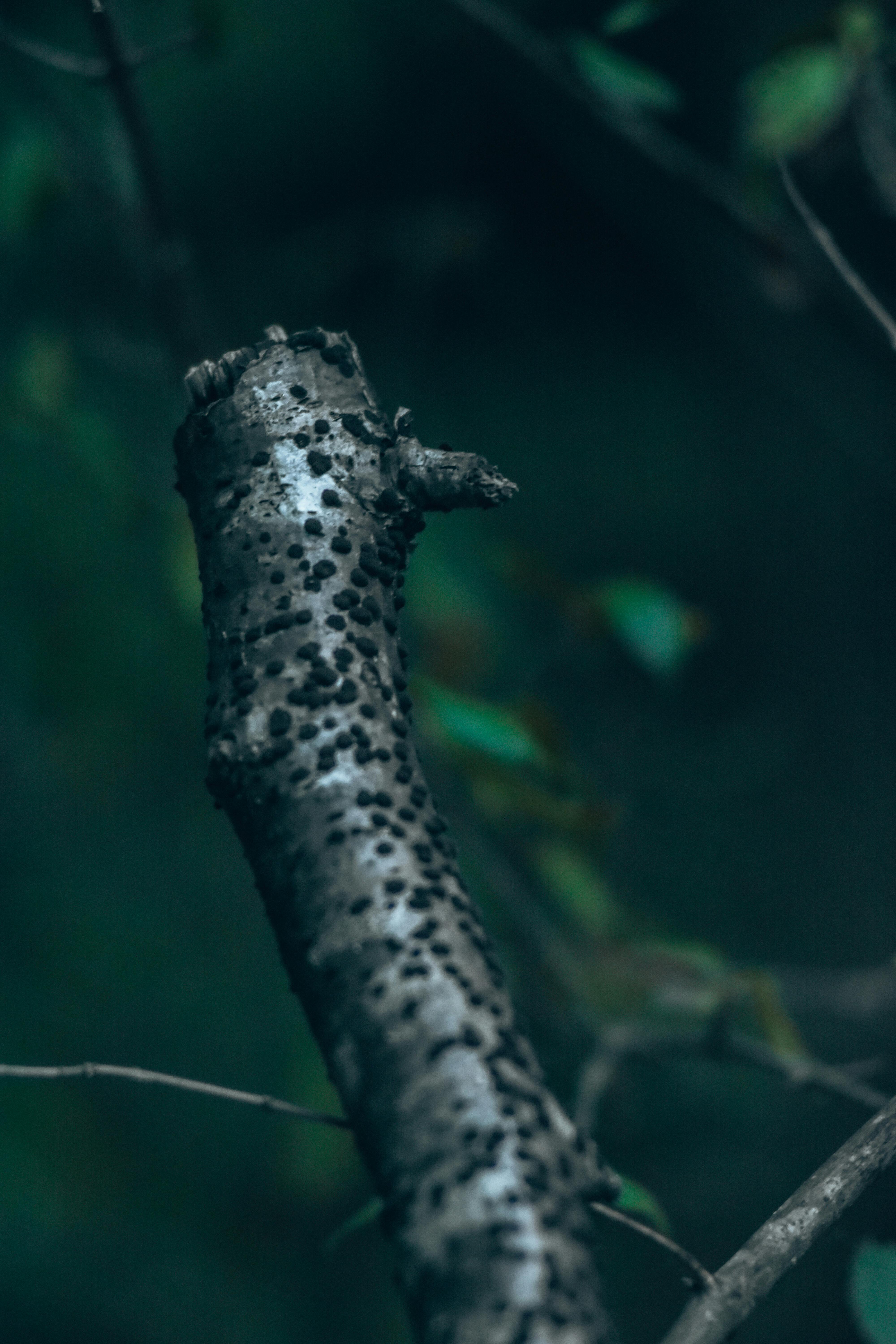 Photo Of Tree Trunks During Daytime · Free Stock Photo