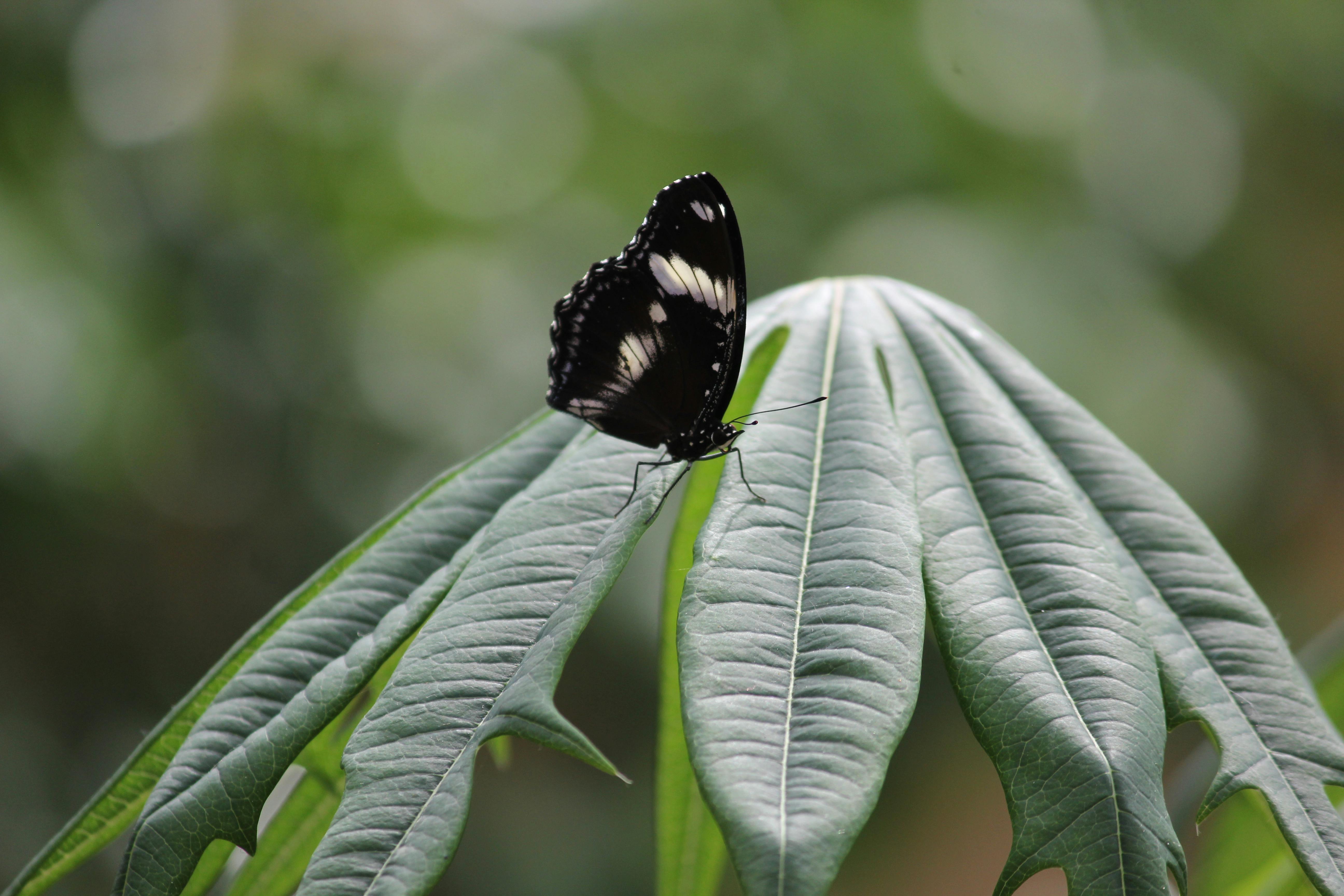 Black Butterfly on Green Leaf · Free Stock Photo