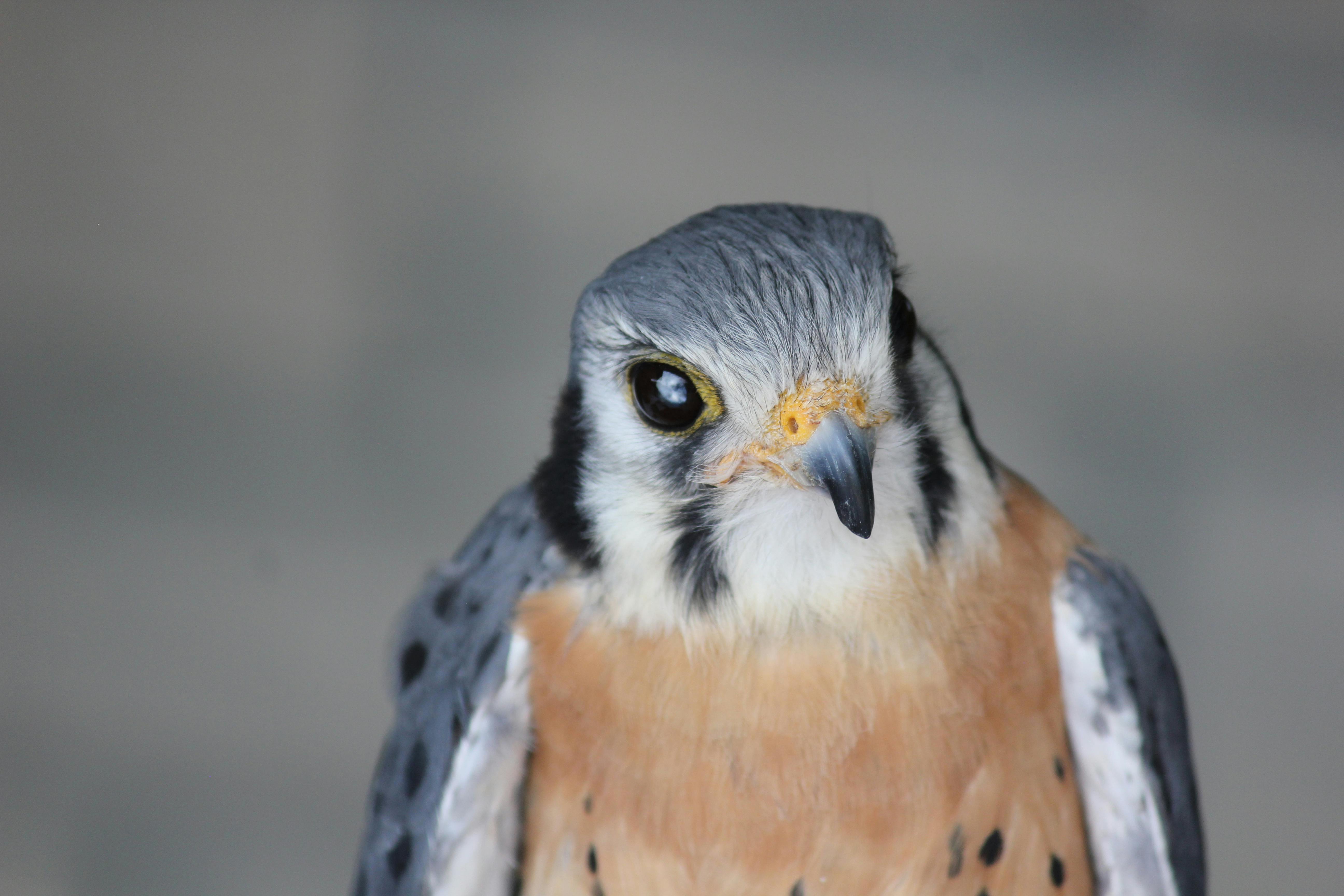 Kestrel Photos, Download The BEST Free Kestrel Stock Photos & HD Images