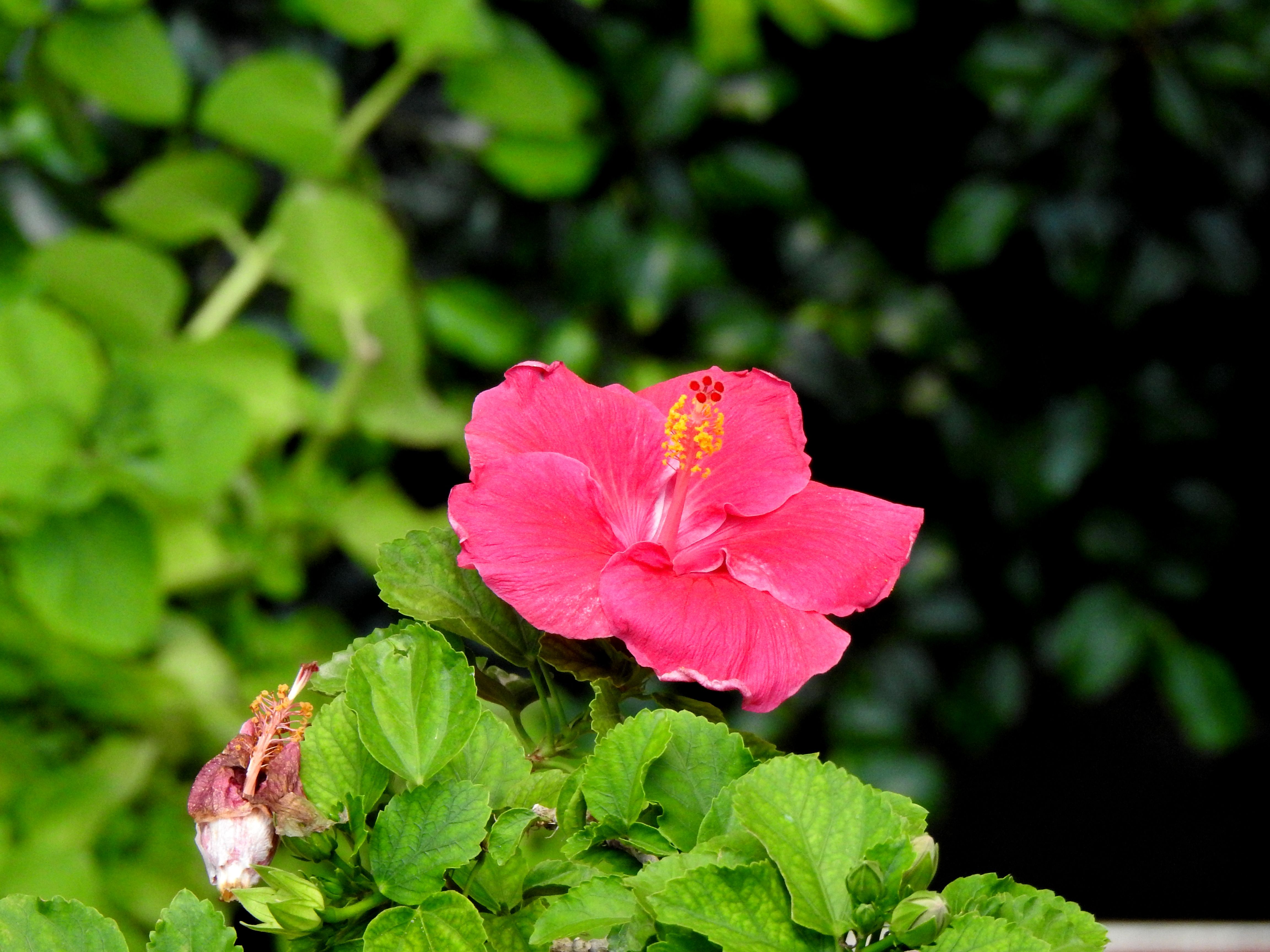 A Close-Up Shot of a Hibiscus Flower in Bloom · Free Stock Photo