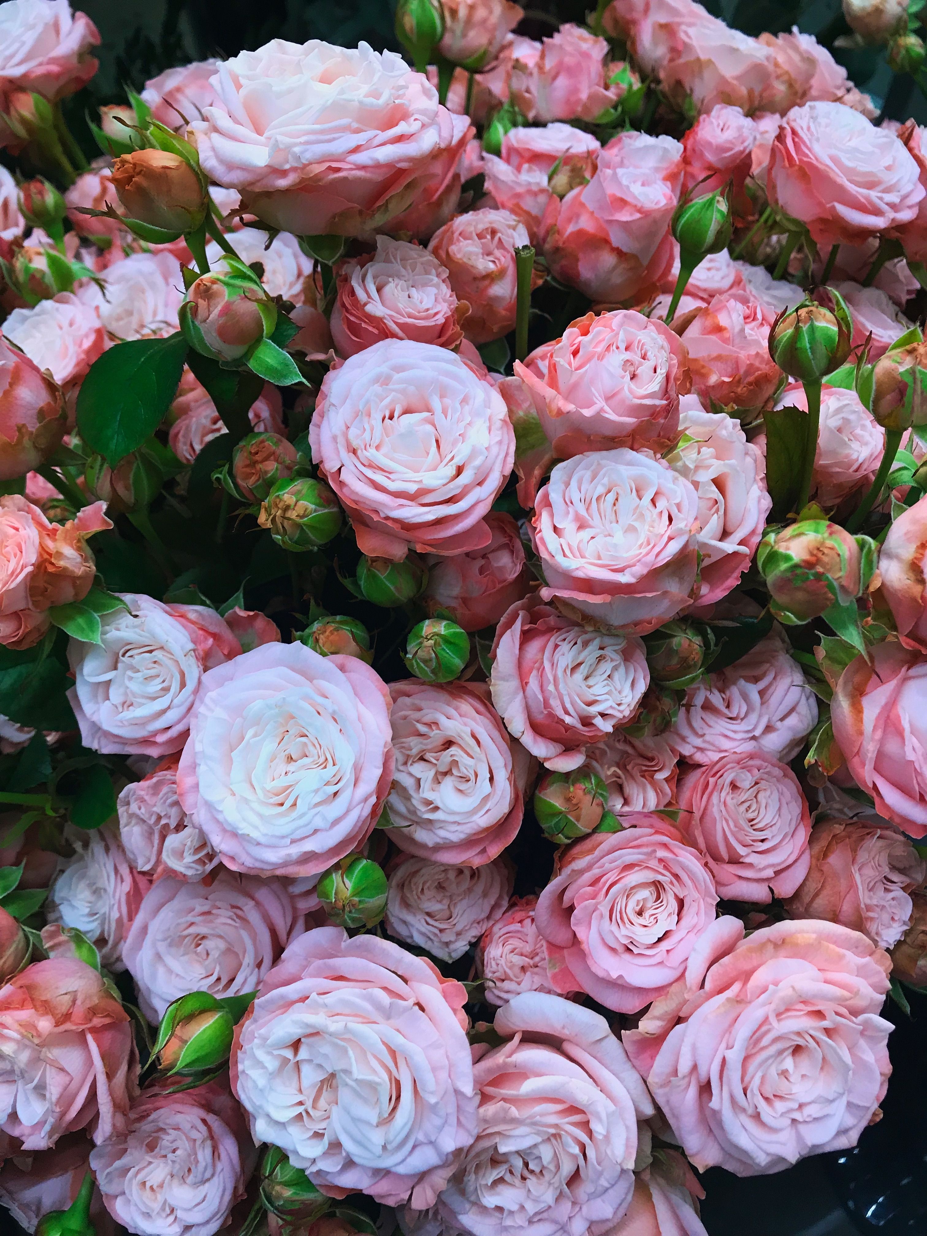 A Close-Up Shot of Pink Roses in Bloom · Free Stock Photo
