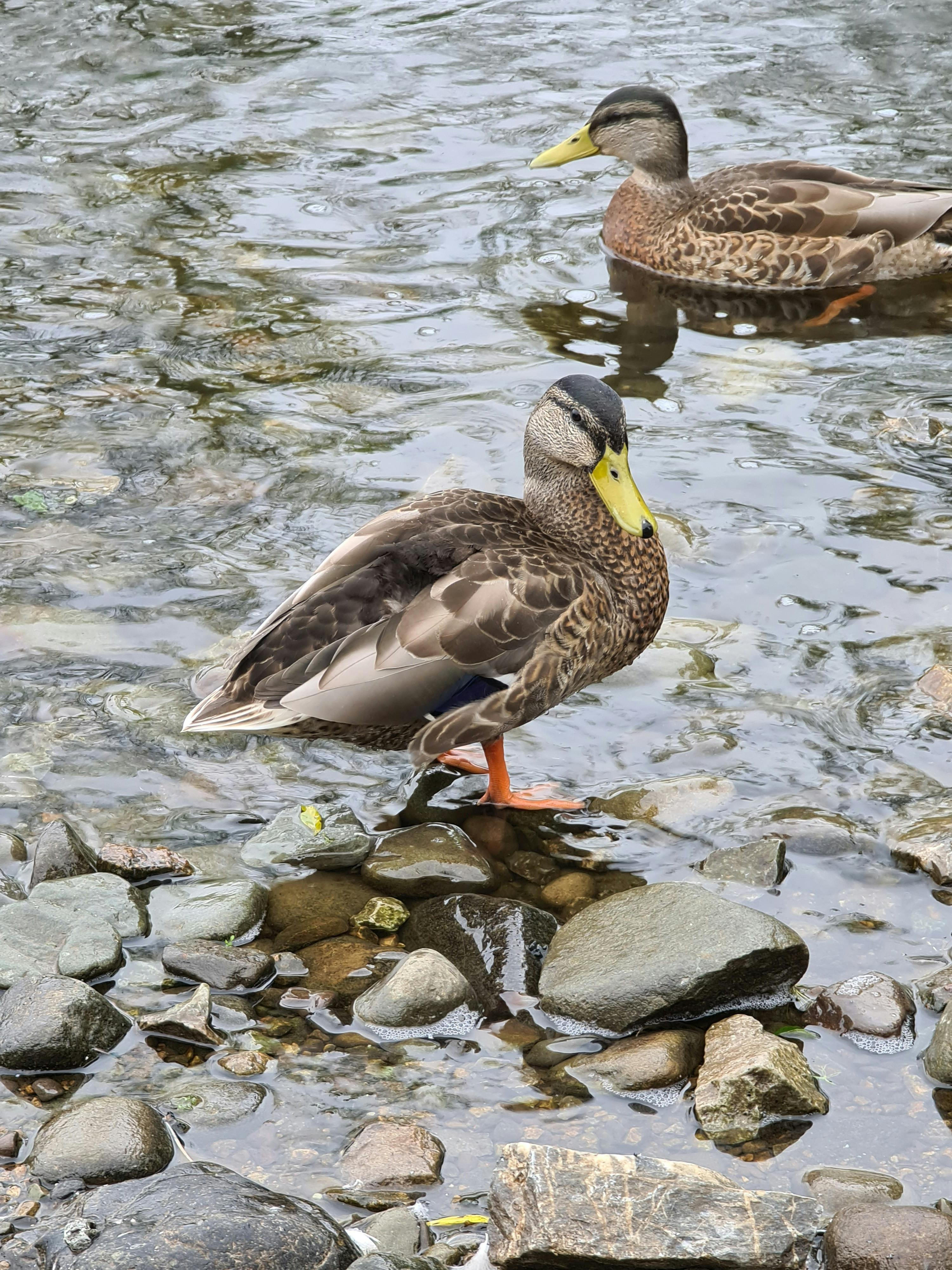 A Bird Diving in Water · Free Stock Photo