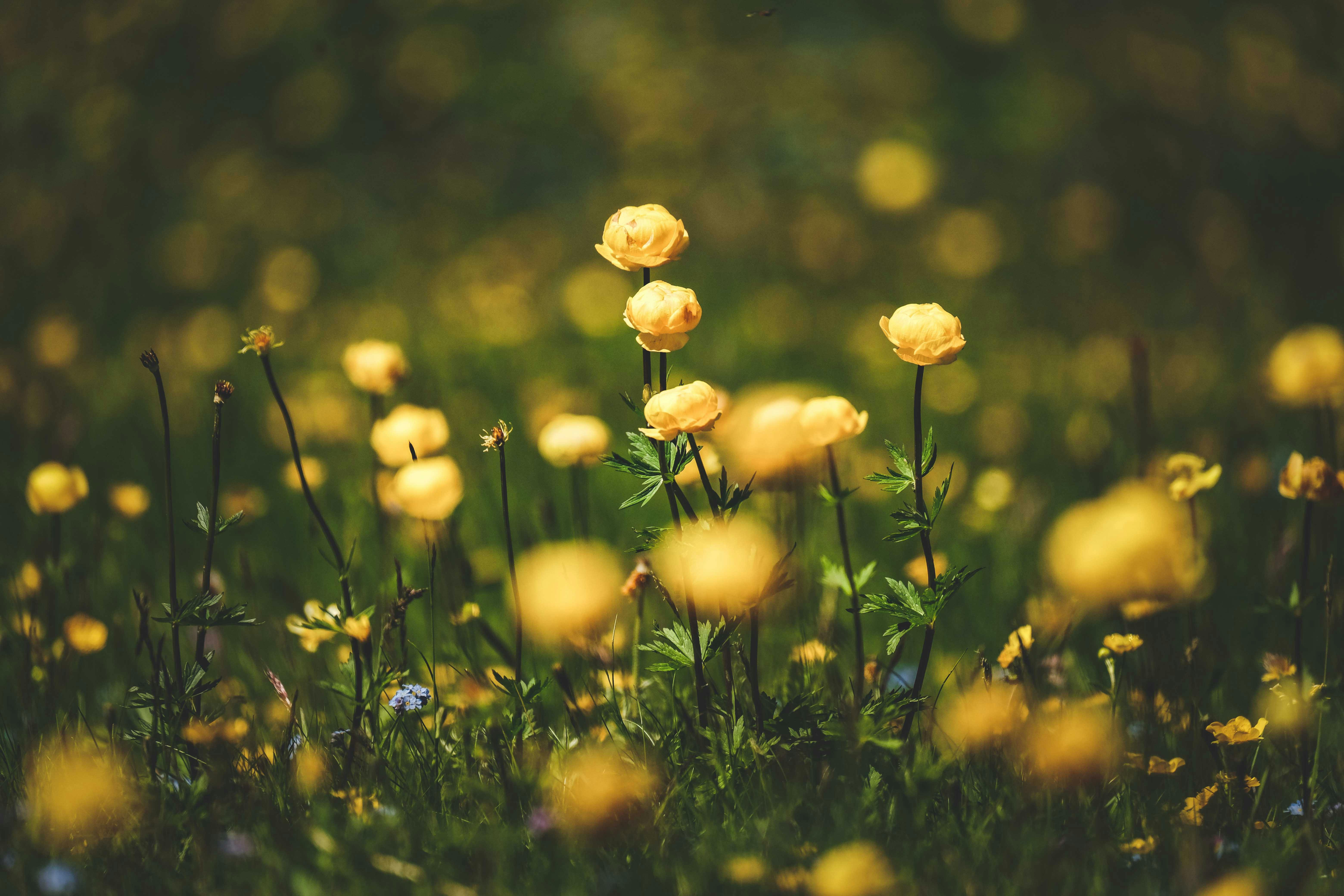 Selective Focus Photography of Yellow Flowers · Free Stock Photo