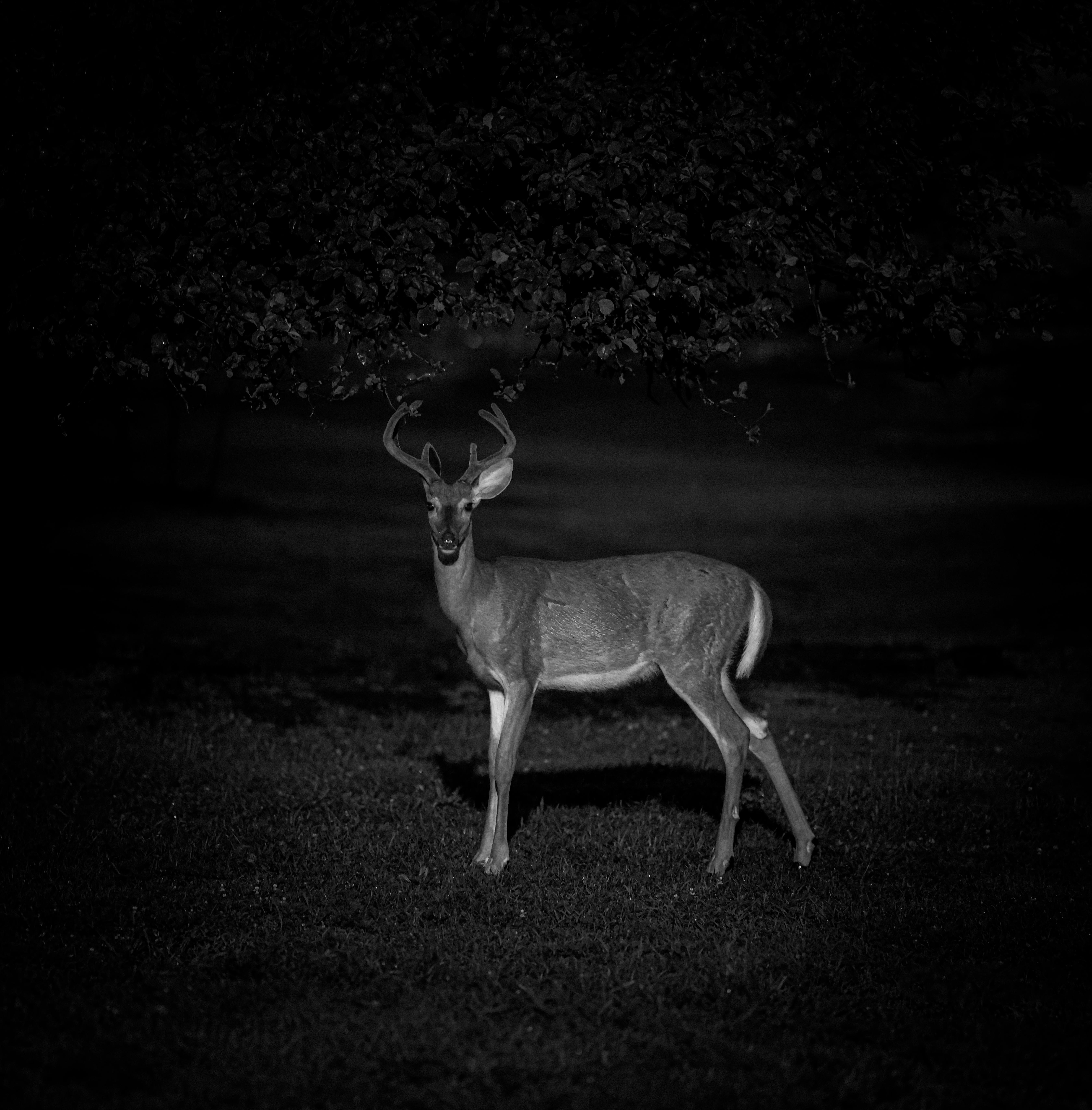 A Grayscale Photo of a Deer Under a Tree During Night Time · Free Stock ...