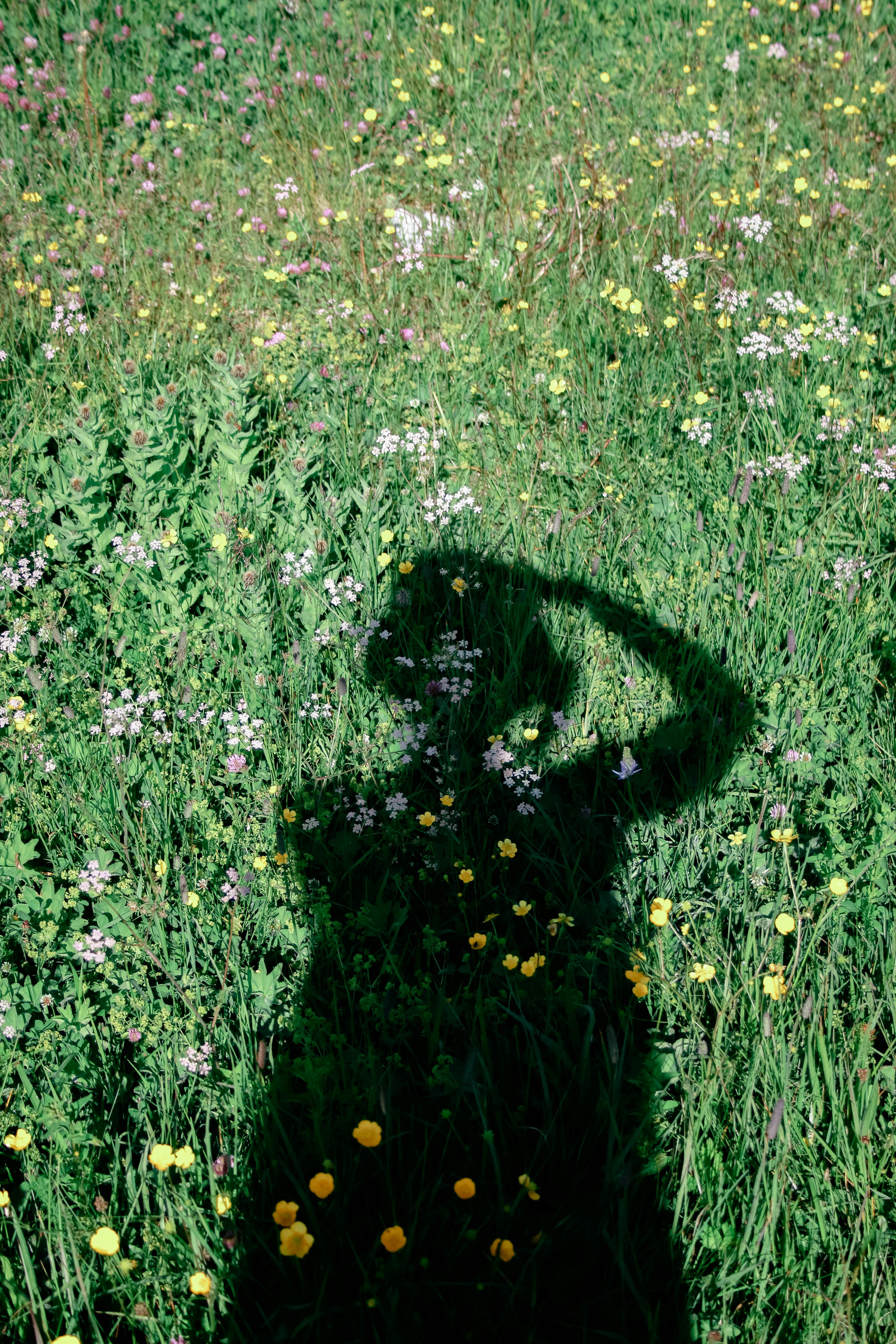 Shadow on Meadow · Free Stock Photo