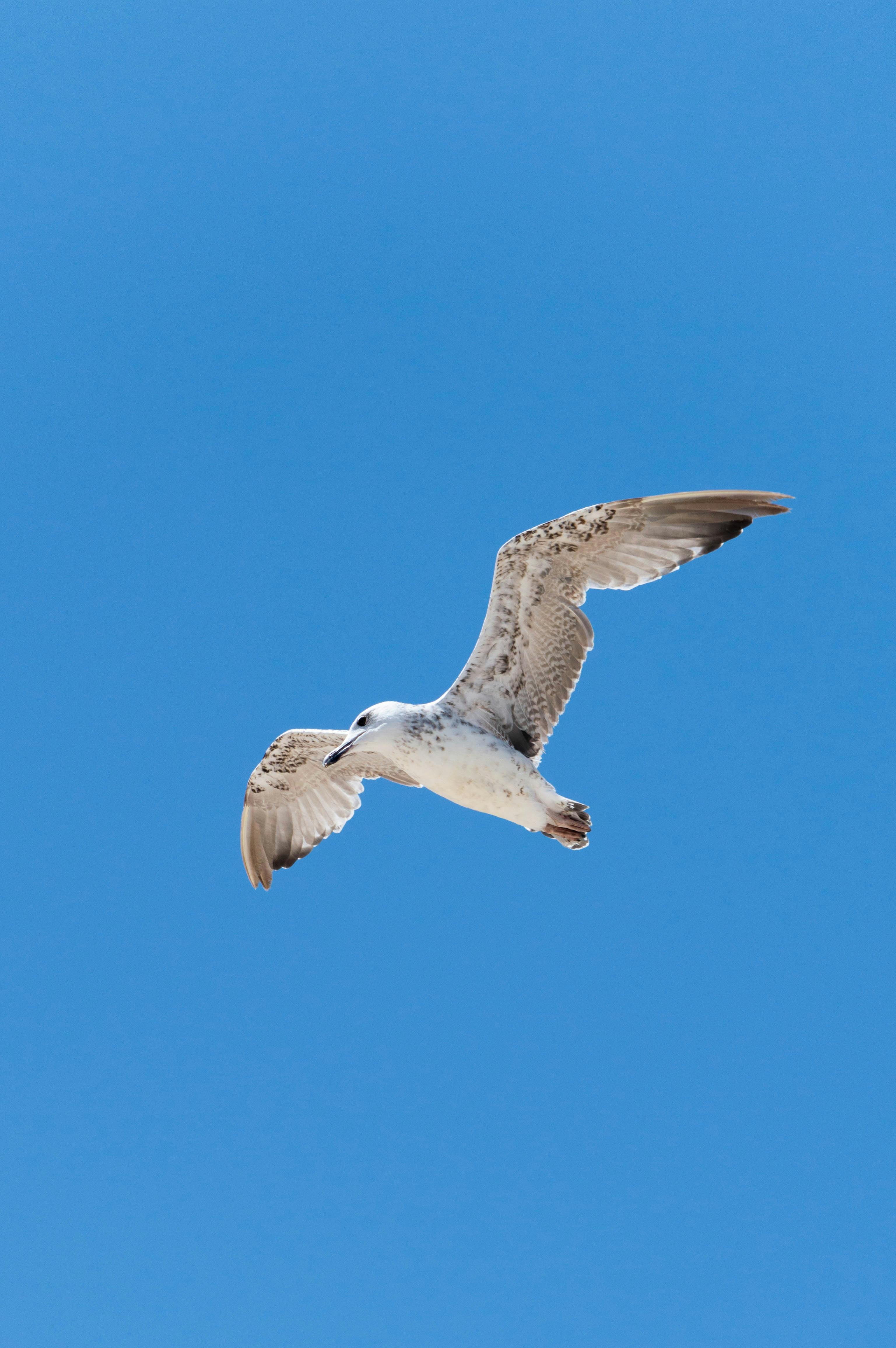 Brown Bird Flying Under White Clouds · Free Stock Photo