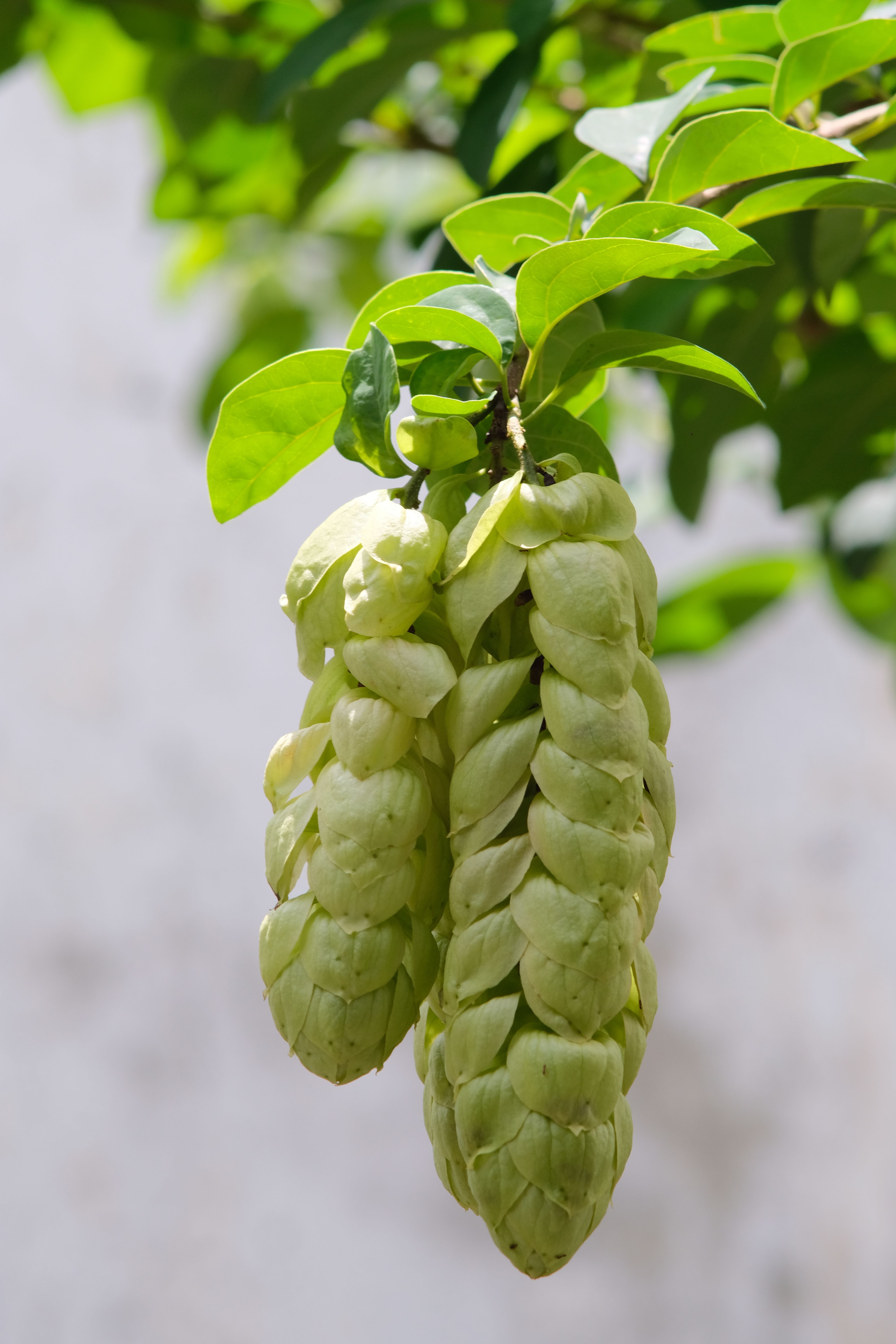 Close-Up Shot of Common Hops · Free Stock Photo