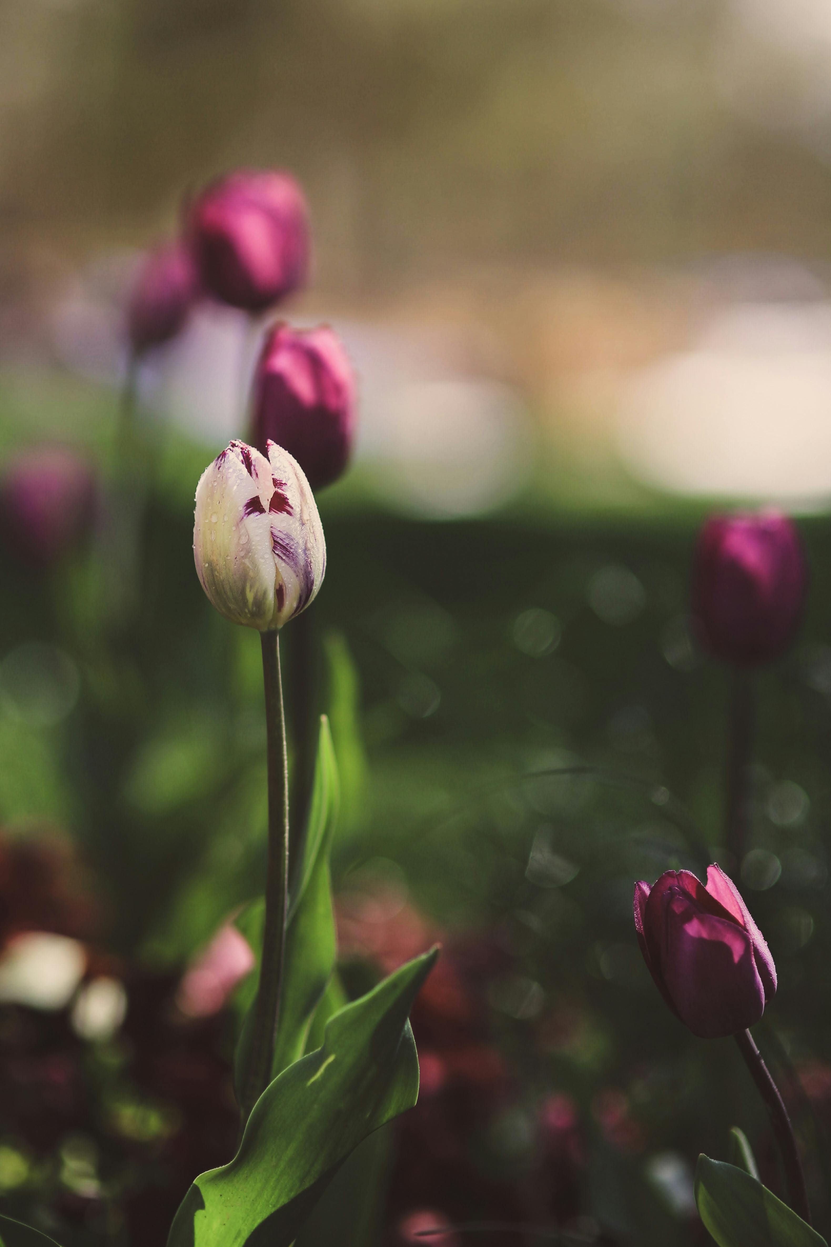 A Tulip in Bloom · Free Stock Photo
