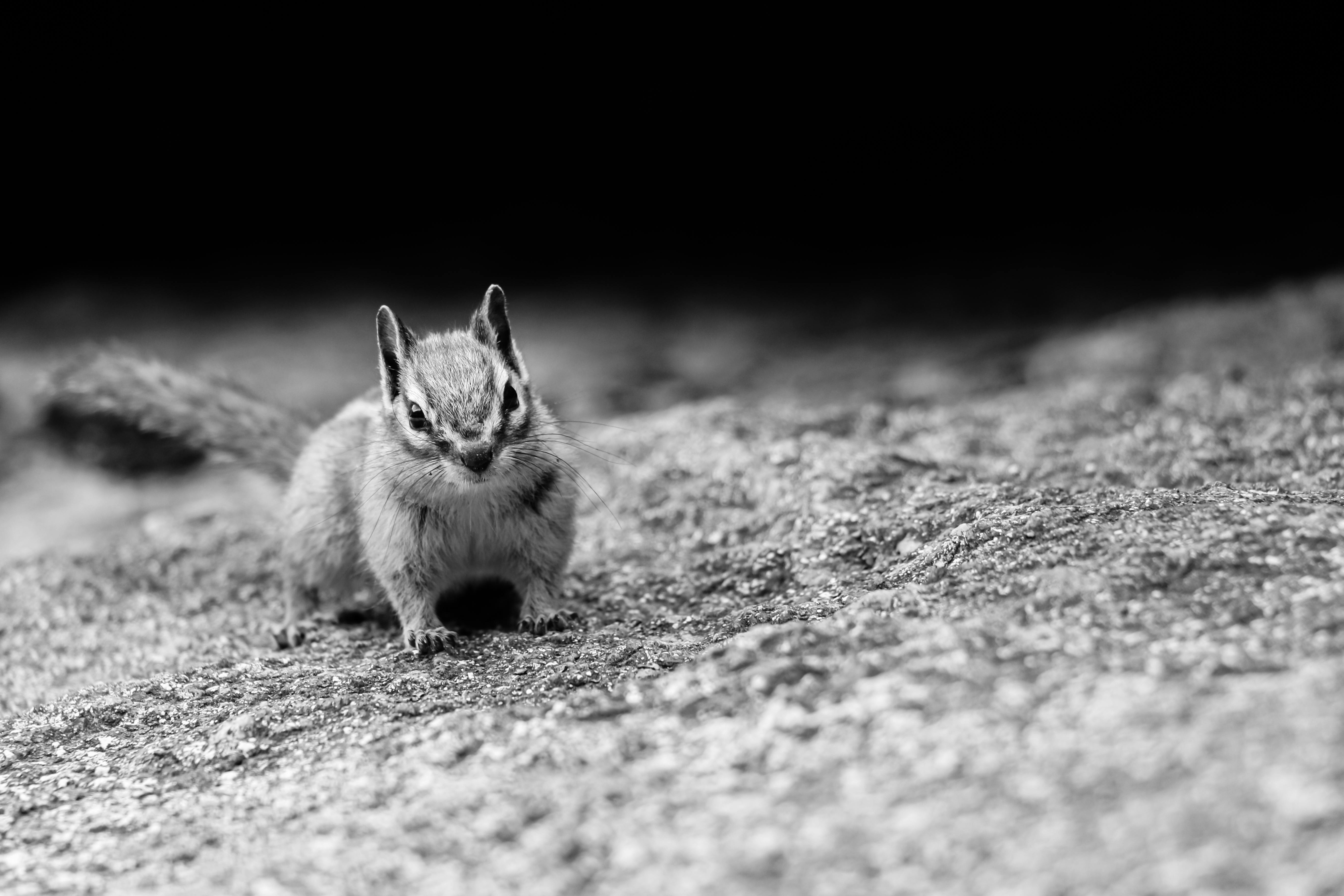 Grayscale Photo of a Chipmunk · Free Stock Photo