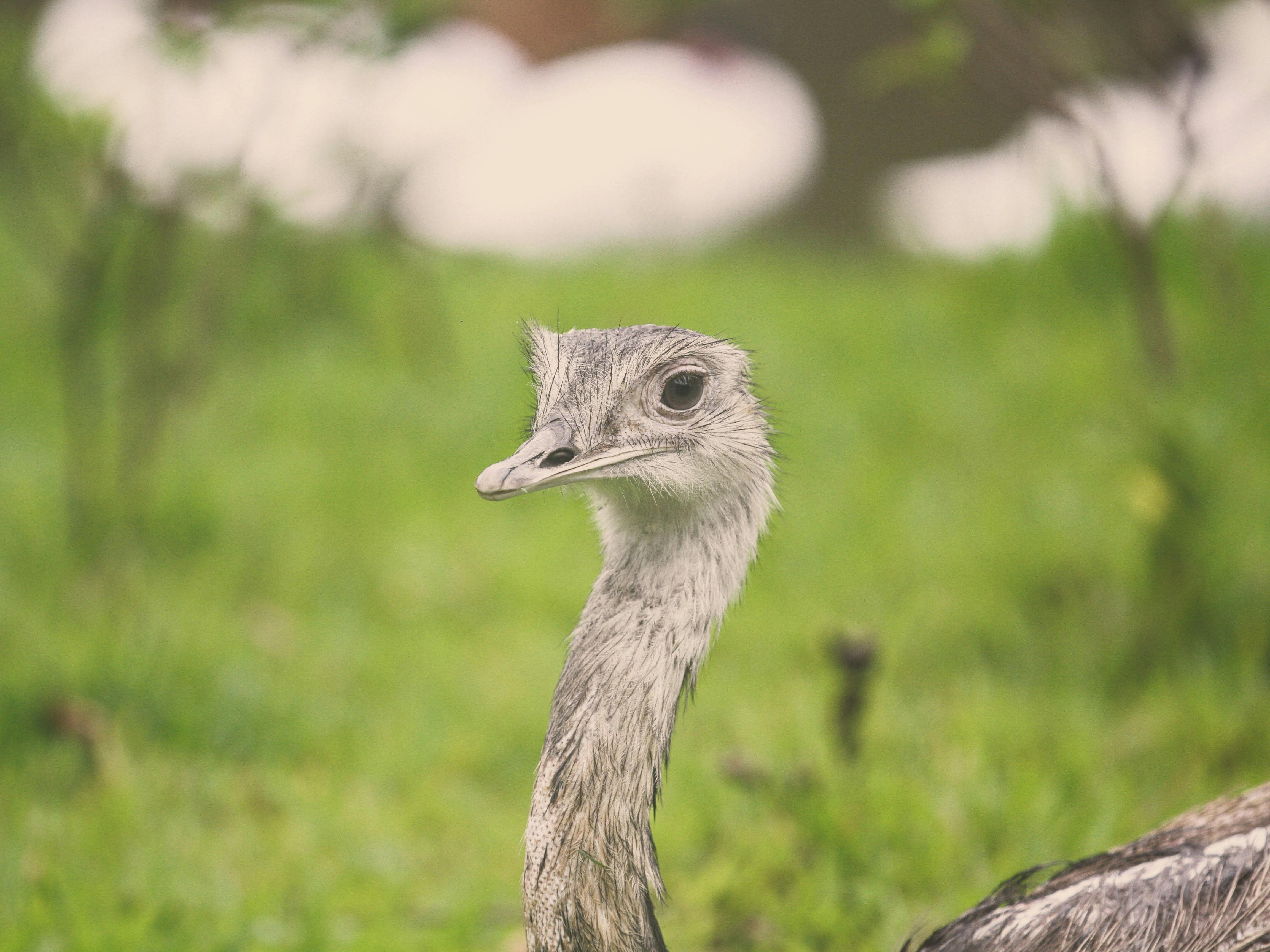 Rheas Photos, Download The BEST Free Rheas Stock Photos & HD Images