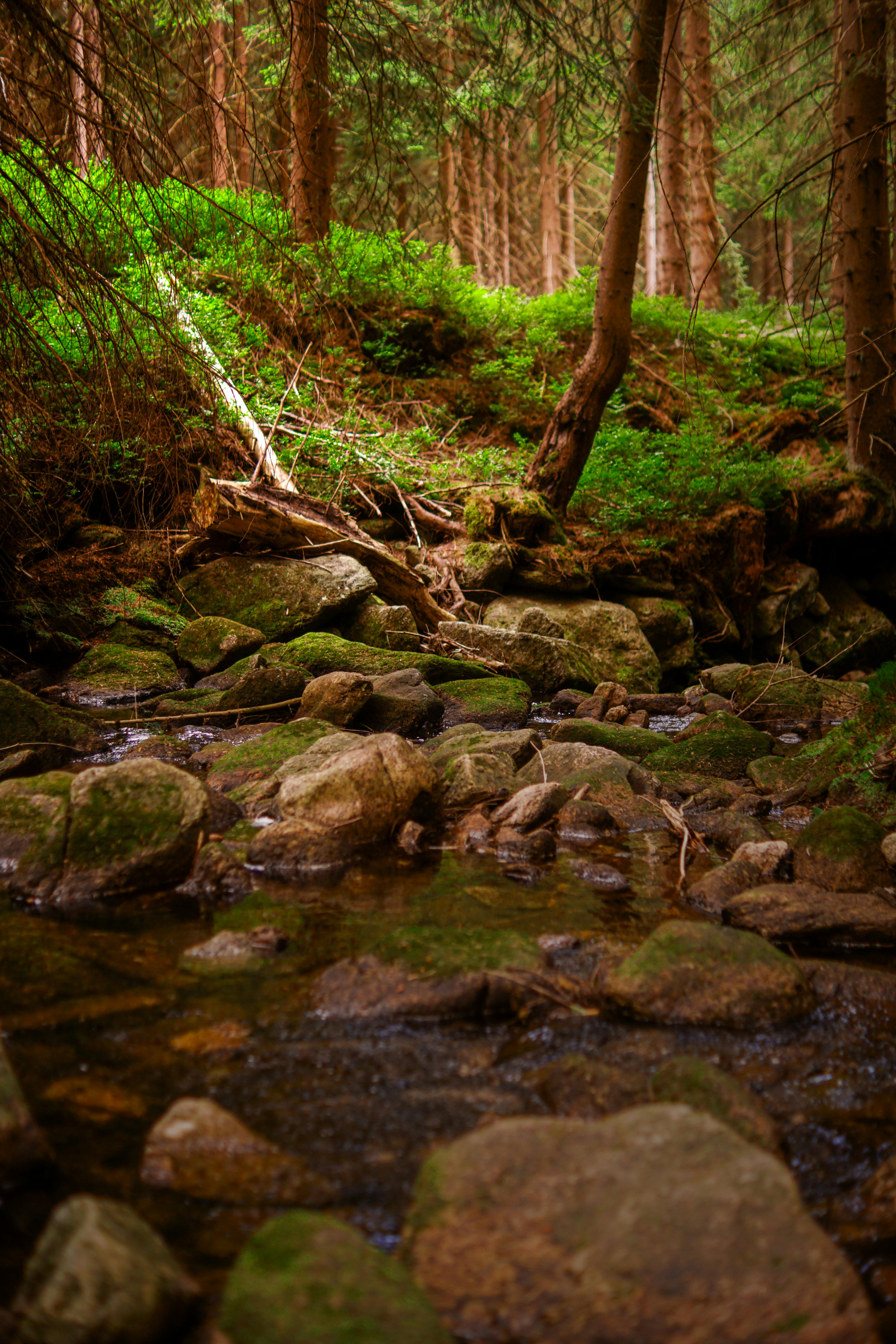 A Stream in the Woods · Free Stock Photo