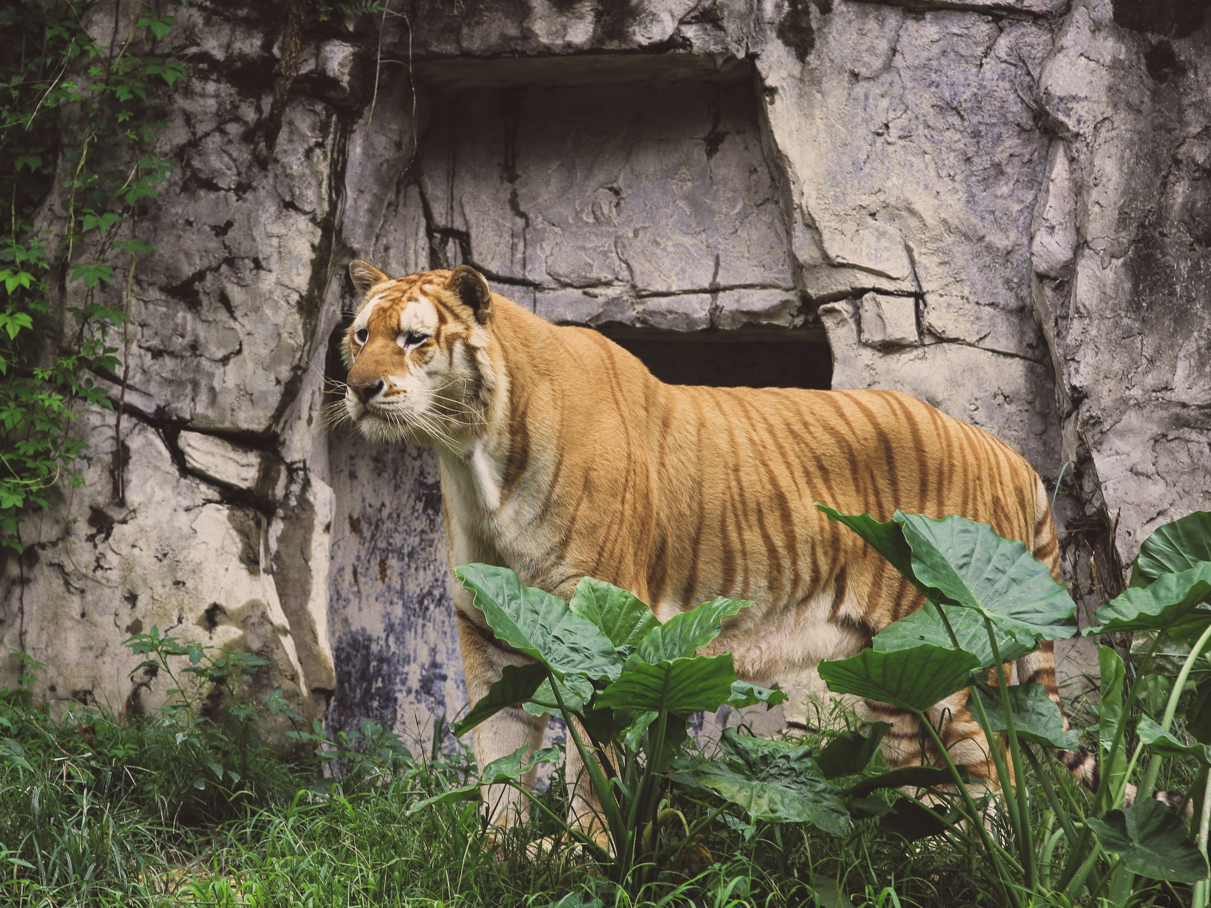 Adult Tiger · Free Stock Photo