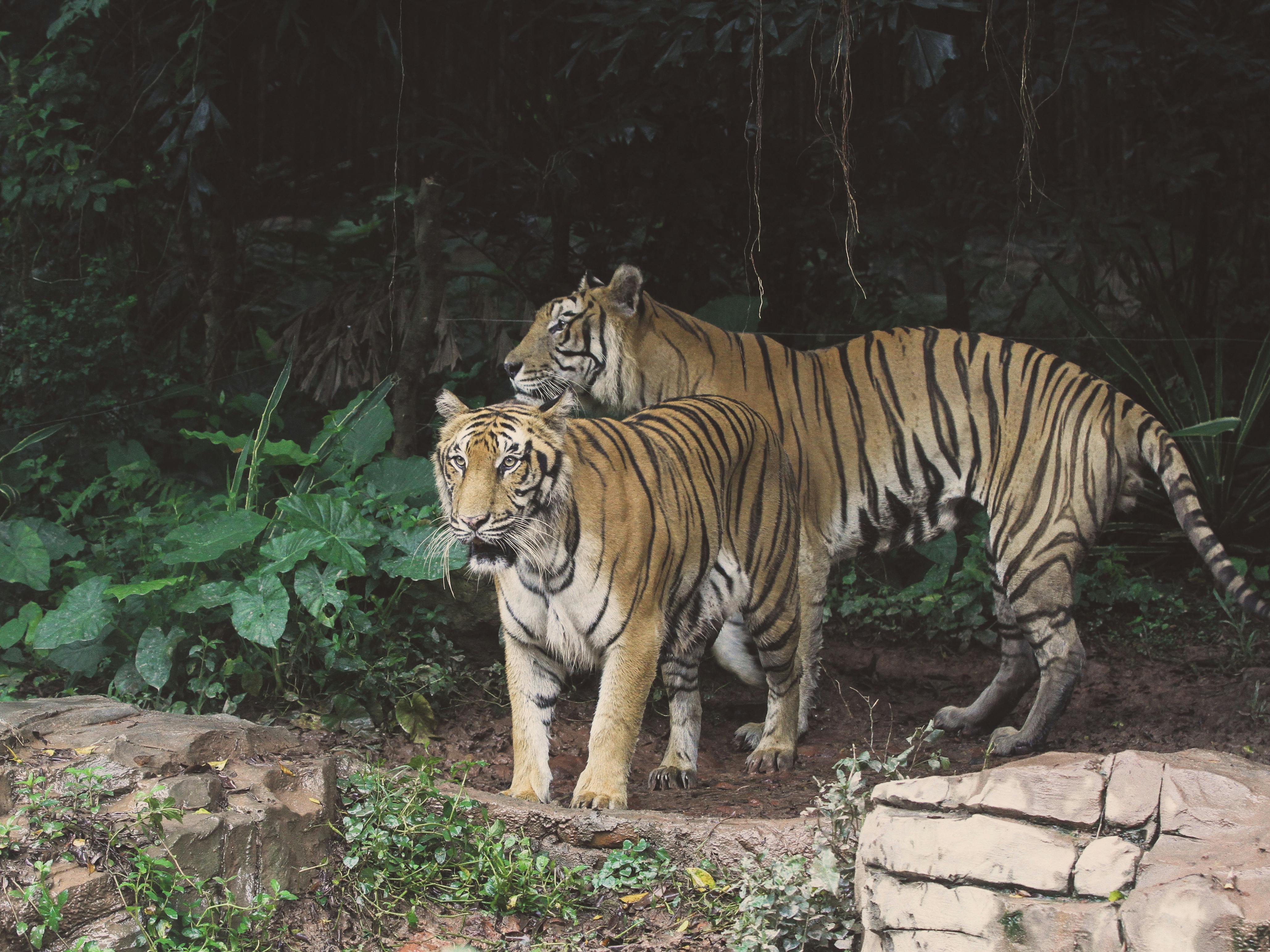 Adult Tiger · Free Stock Photo