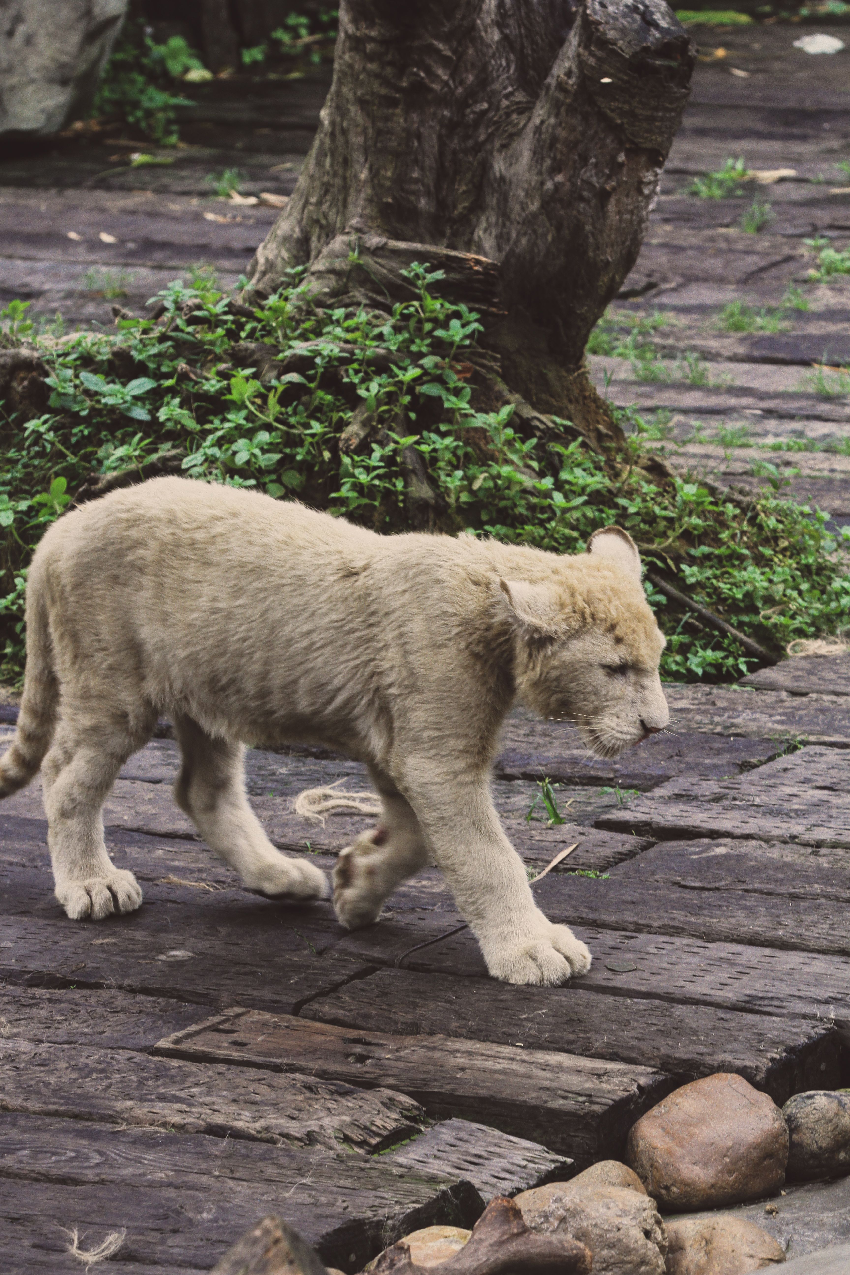 A Cub Walking Near Tree Trunk · Free Stock Photo