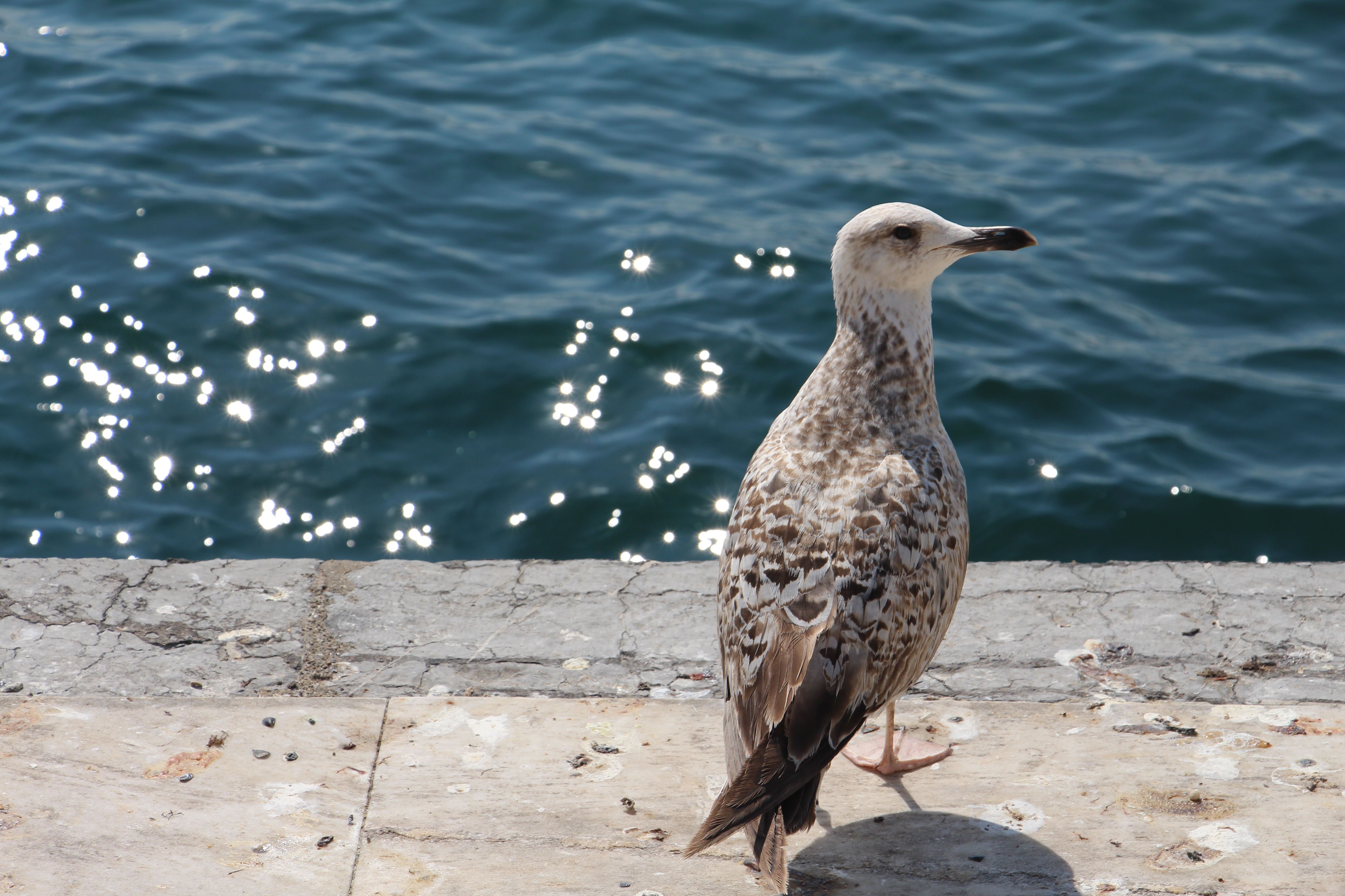 Close Up Photo of a Seabird · Free Stock Photo