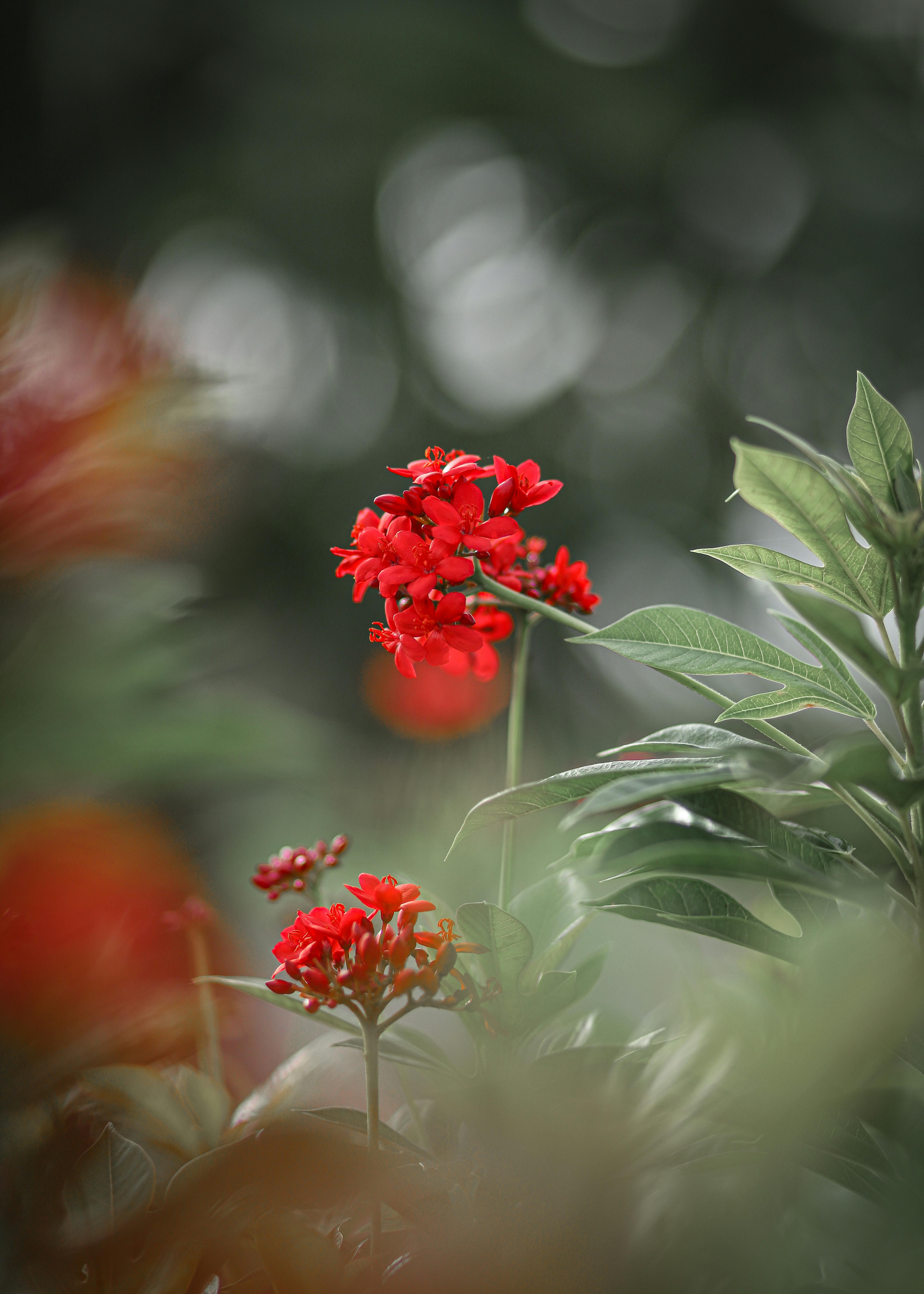 Tiny Red Flowers on the Stem of a Plant in Close-up Photography · Free ...