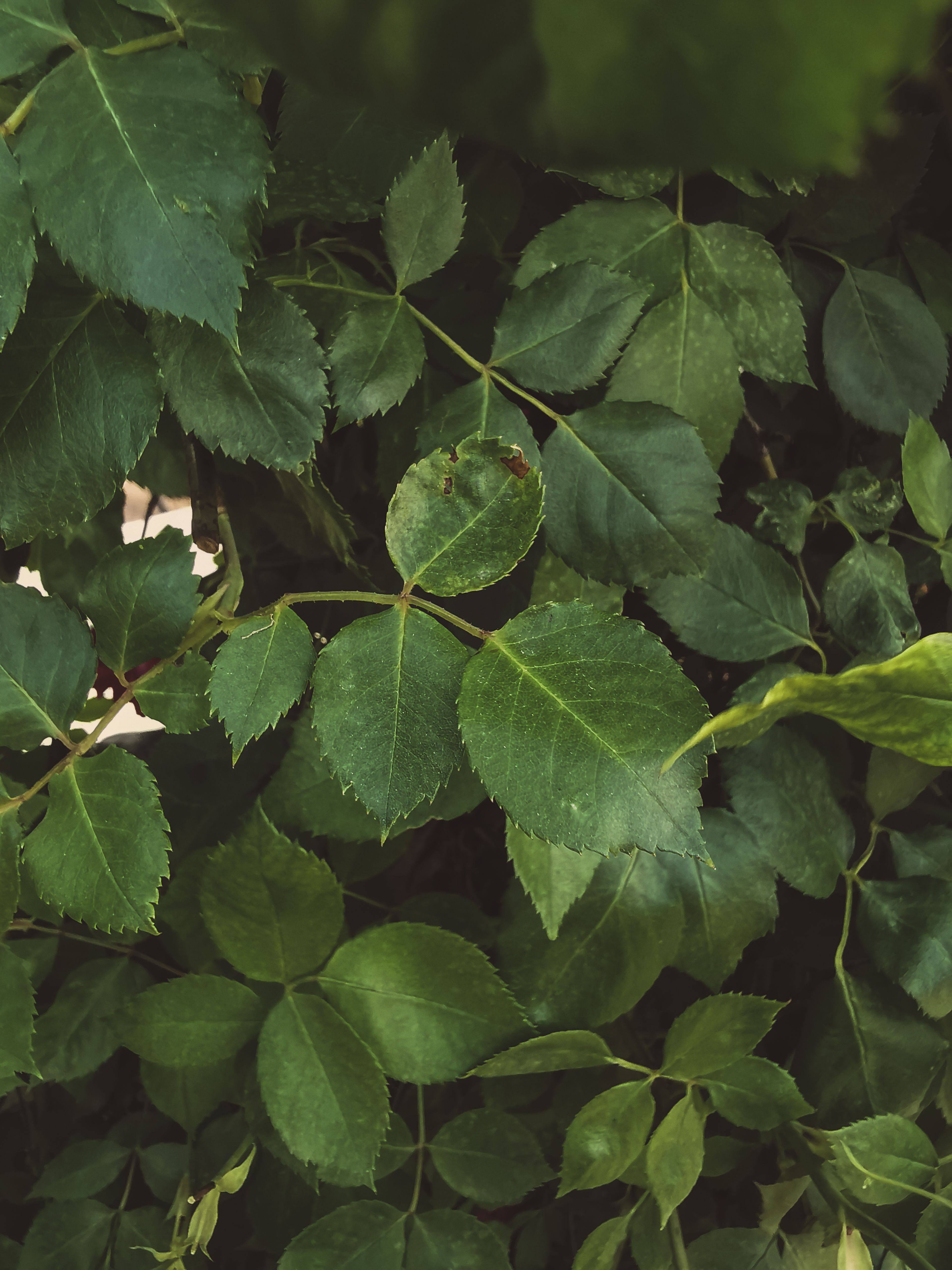 Photo of Plant Leaves · Free Stock Photo