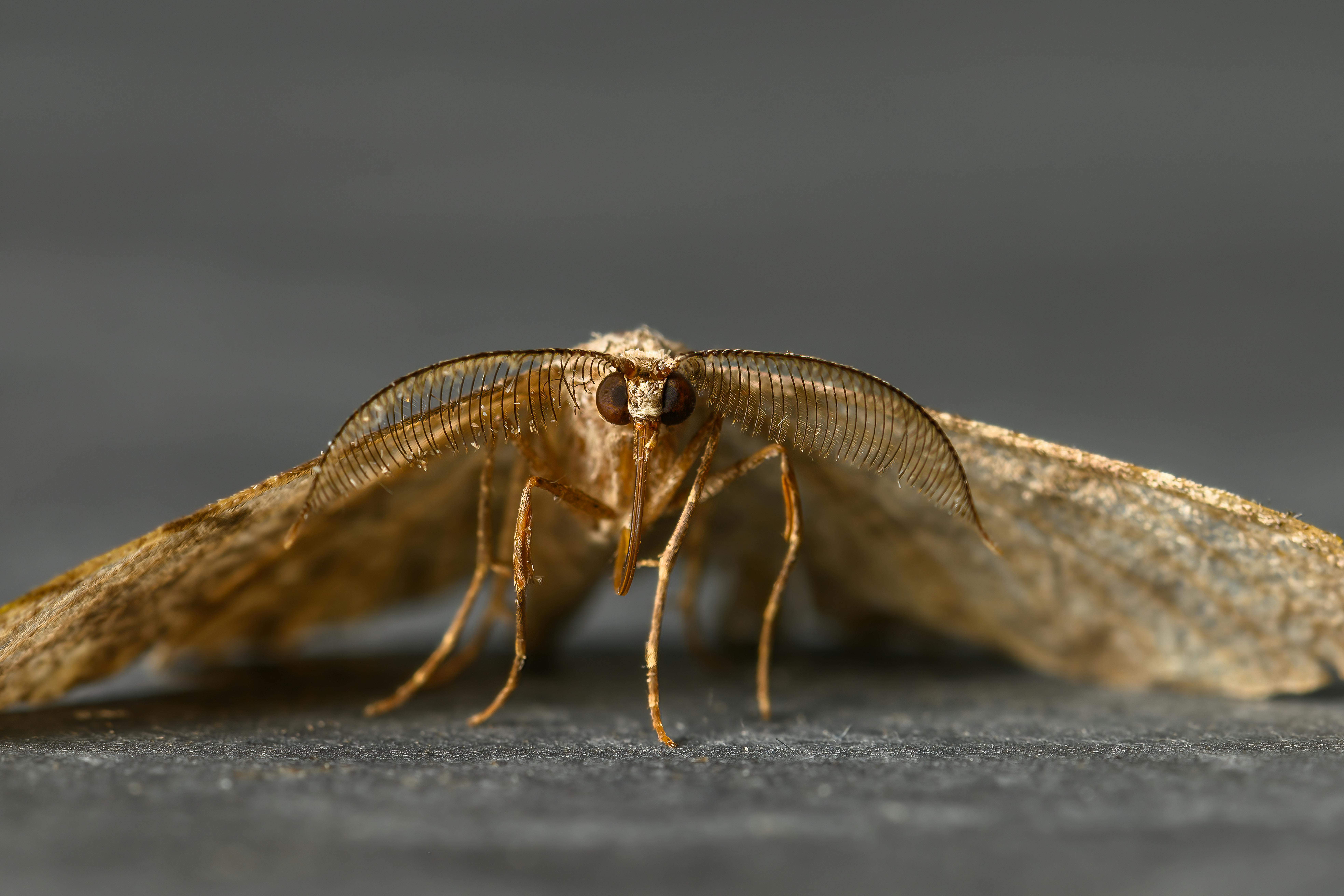 Brown Tussock Moth in Tilt Shift Lens · Free Stock Photo