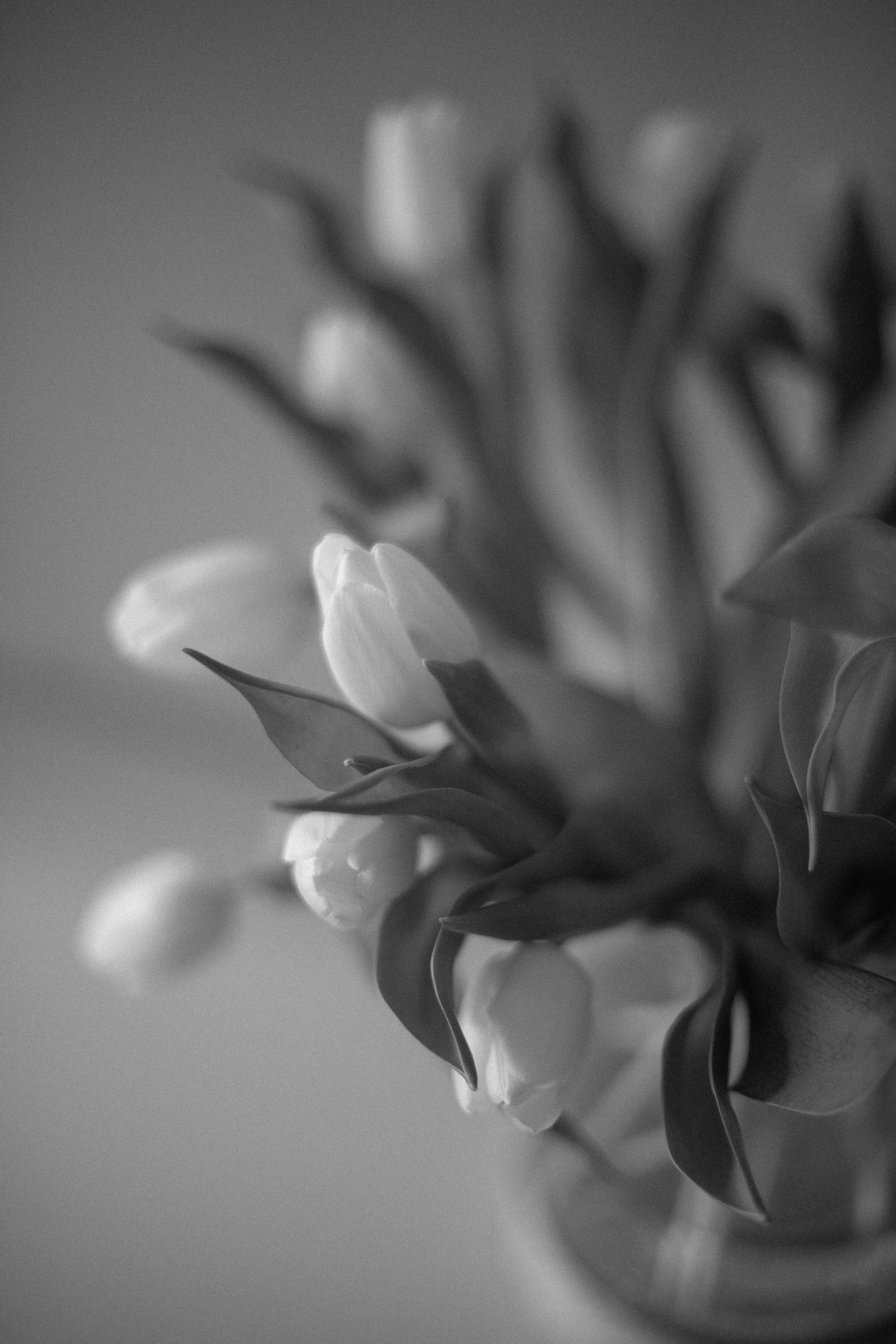 Grayscale Photo of Tulips · Free Stock Photo