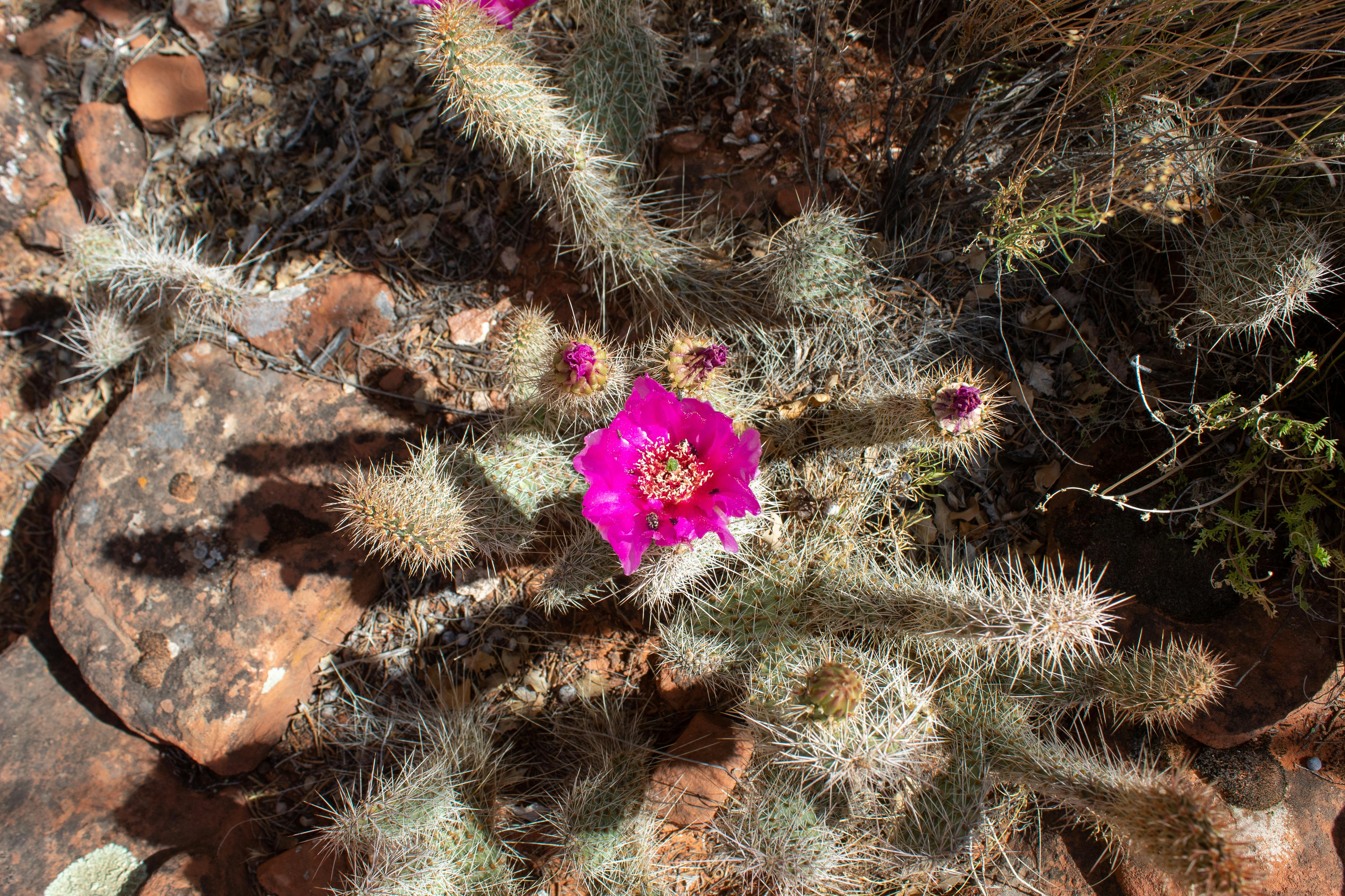 Close Up Photo of Cactus Plant · Free Stock Photo