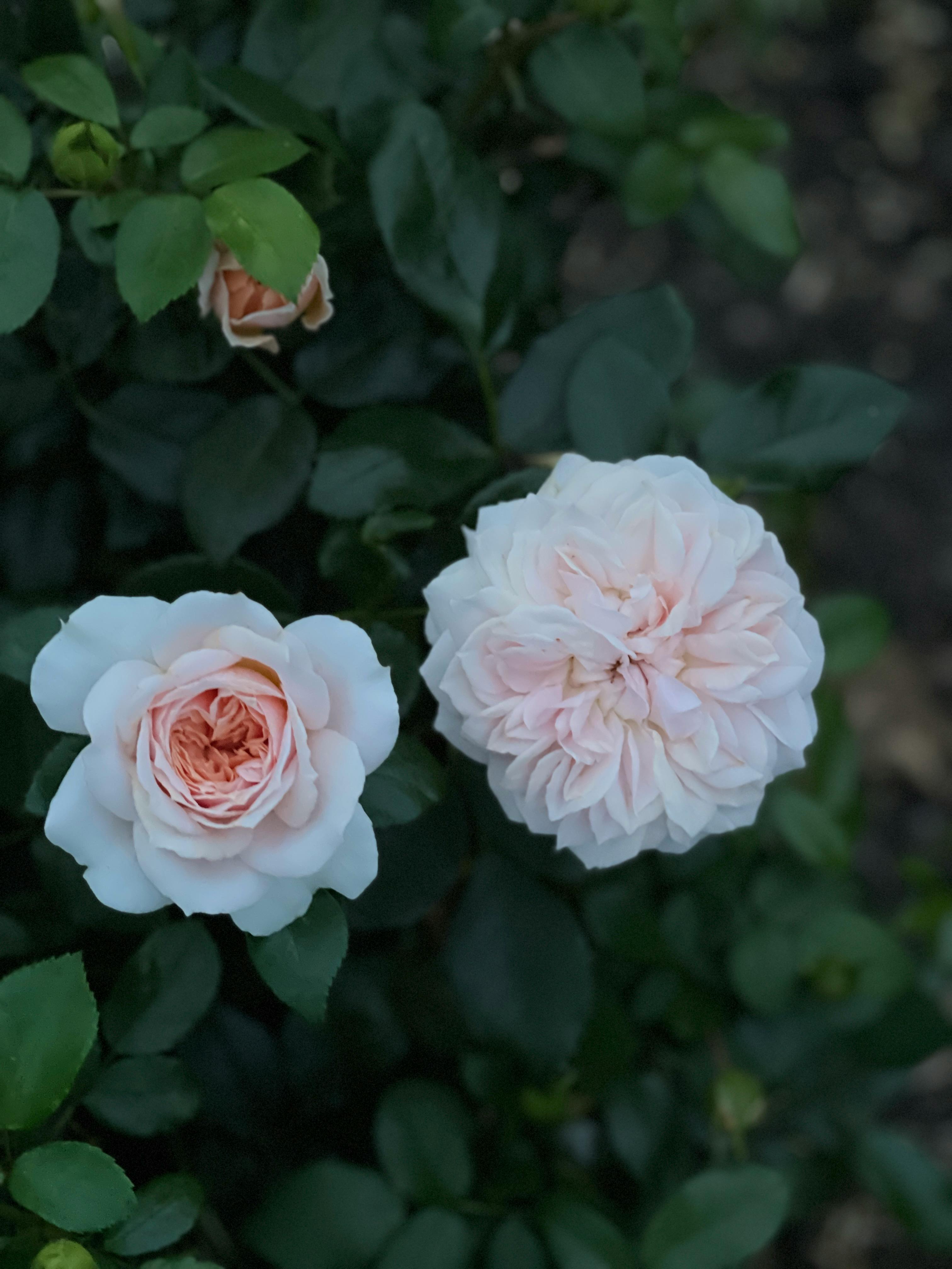 Pink Rose in Bloom · Free Stock Photo