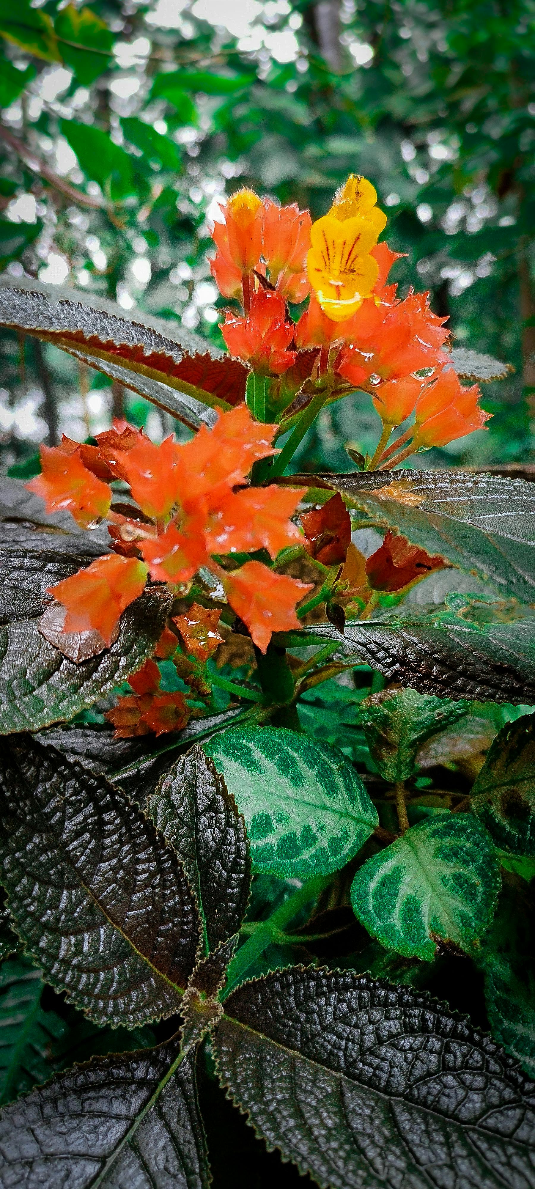 Suneer Muhammed - 写真