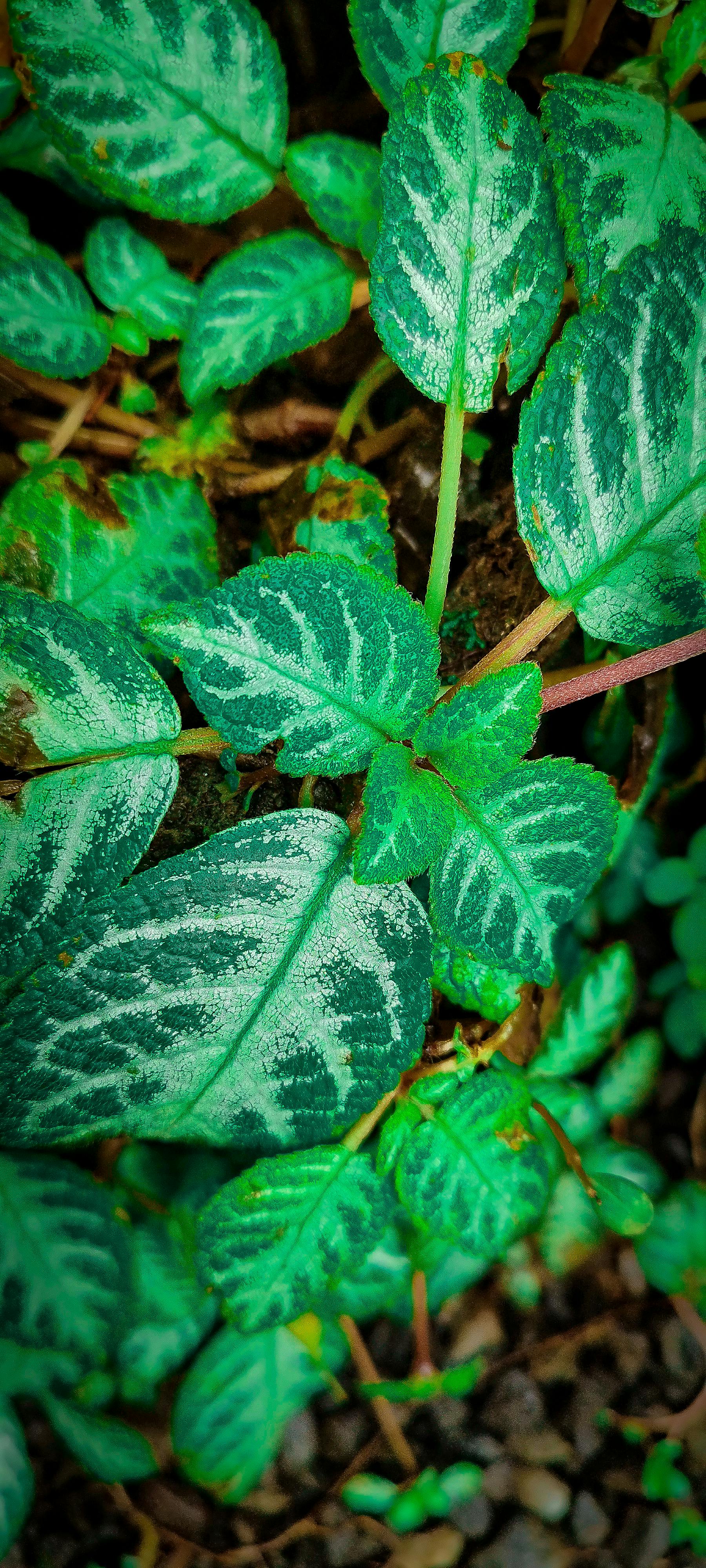 Suneer Muhammed - 写真