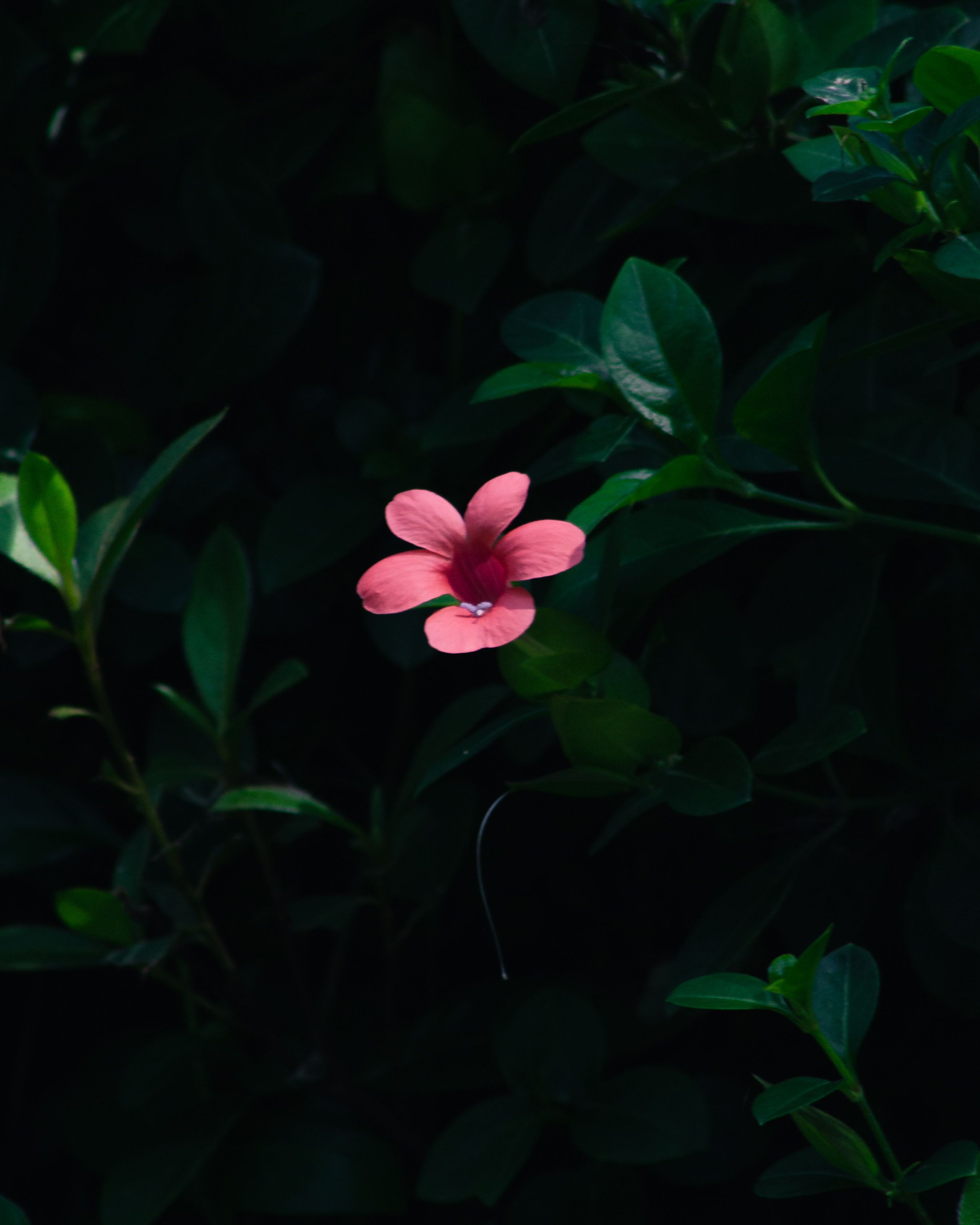 A Barleria Flower in Bloom · Free Stock Photo