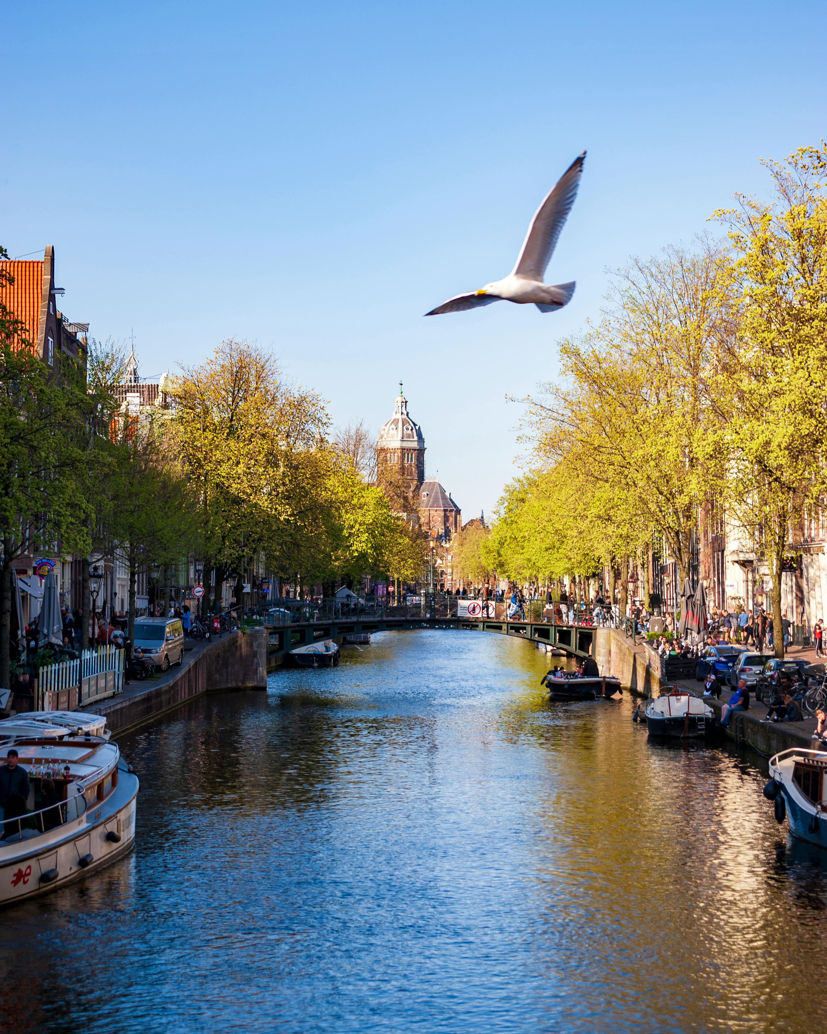 White Bird Flying Over the River · Free Stock Photo