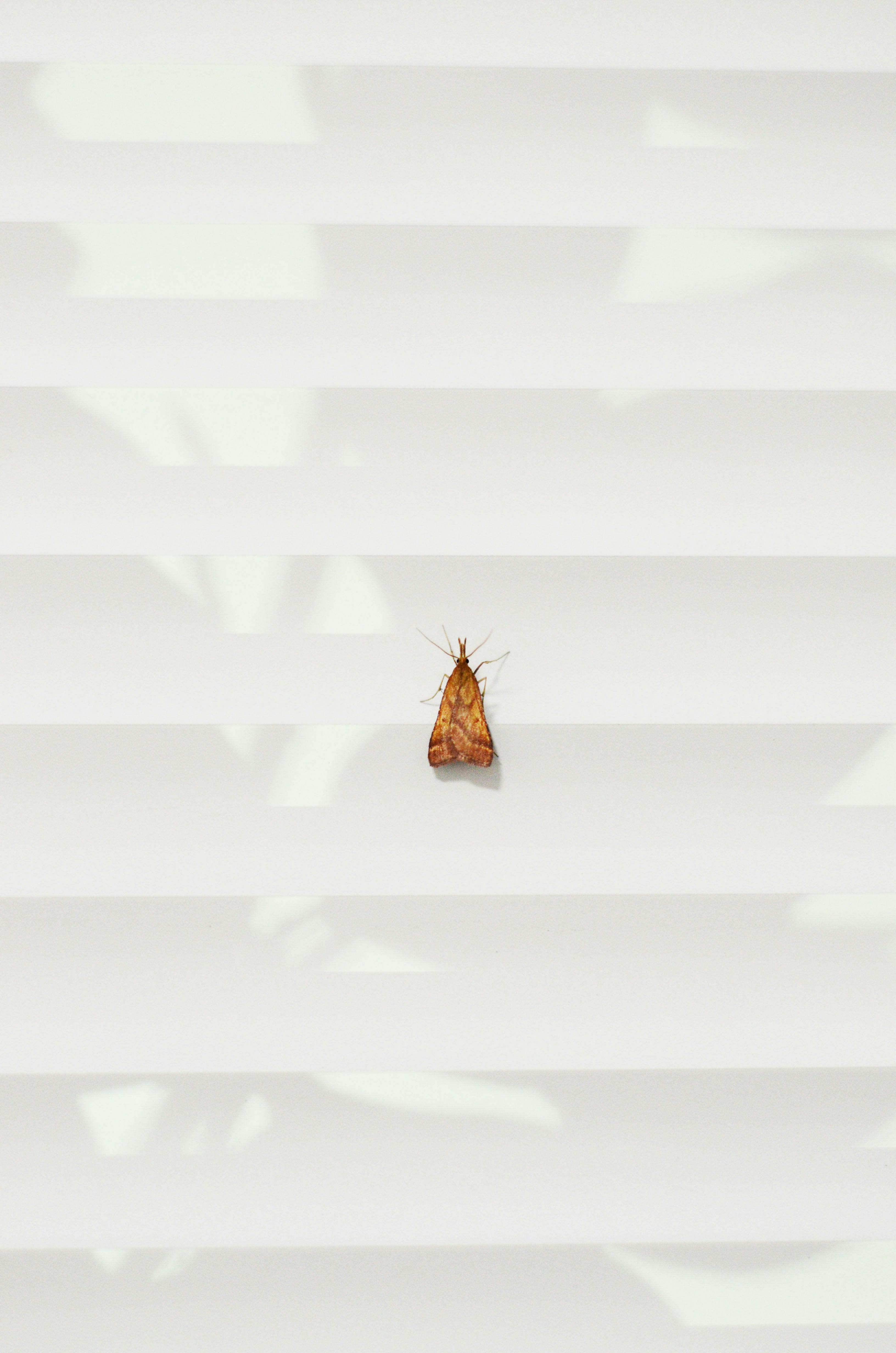 Brown Moth on White Window Blinds · Free Stock Photo