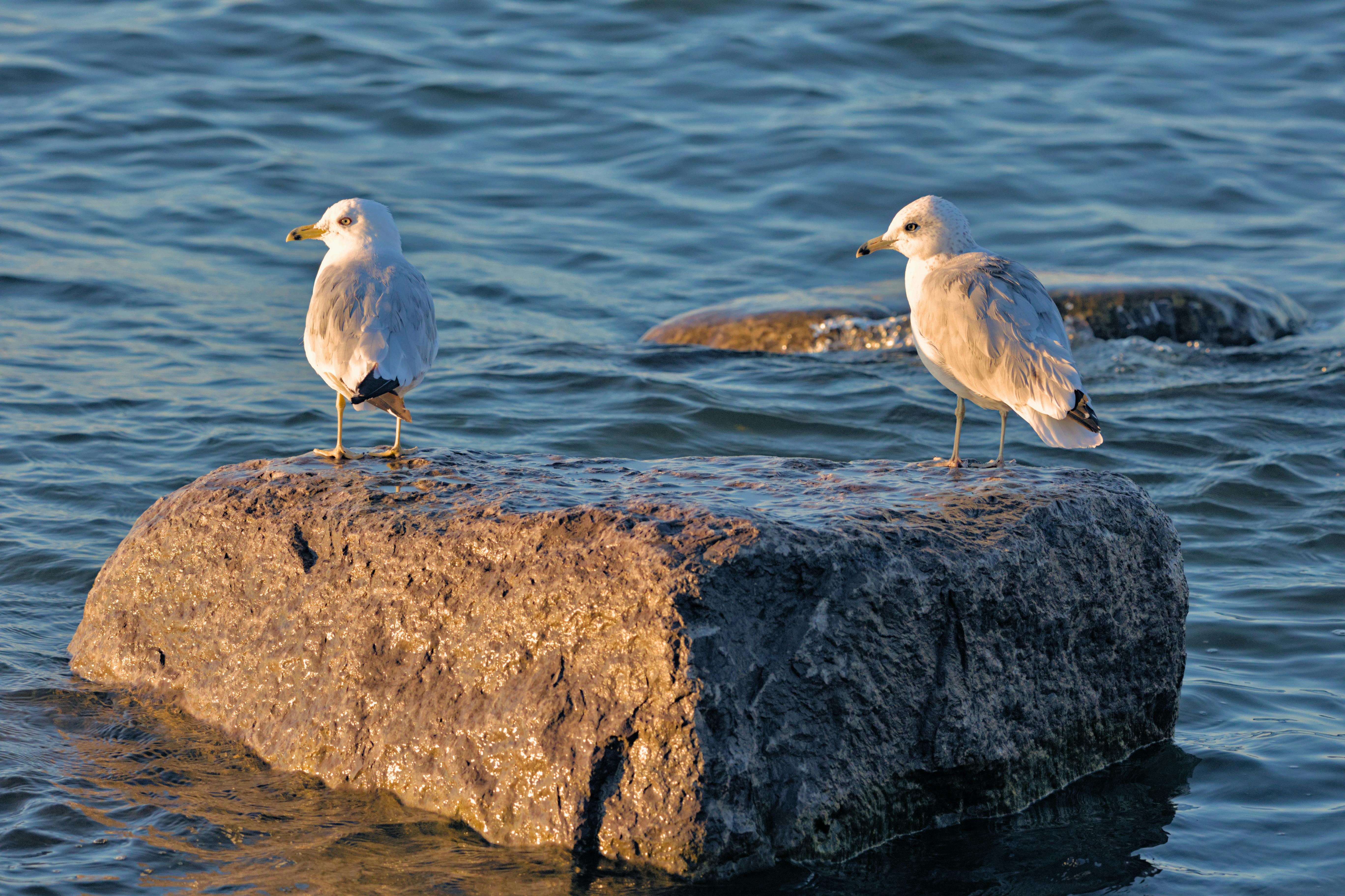 Birds on a Rock · Free Stock Photo