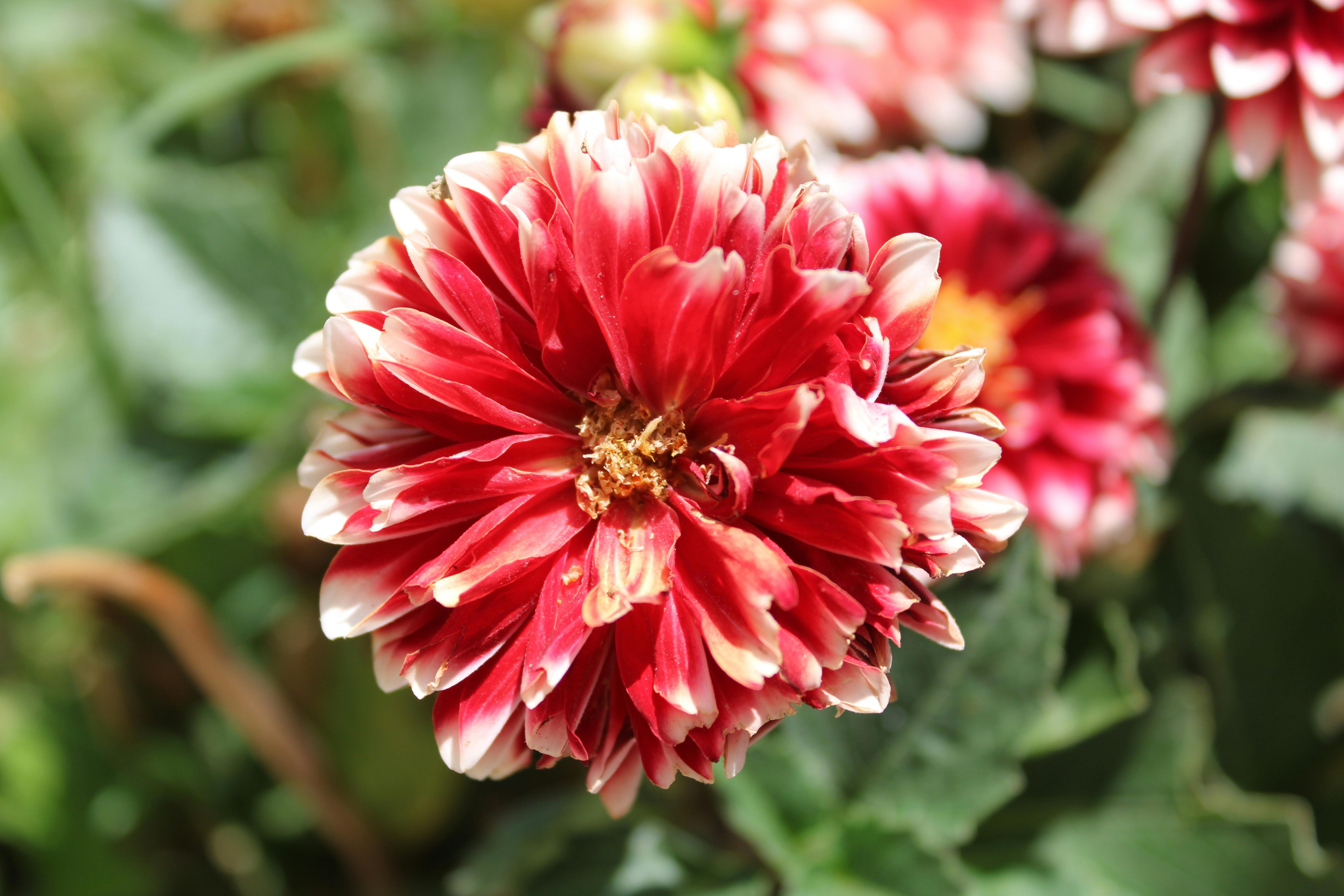 Photo of Red and White Petaled Flowers · Free Stock Photo