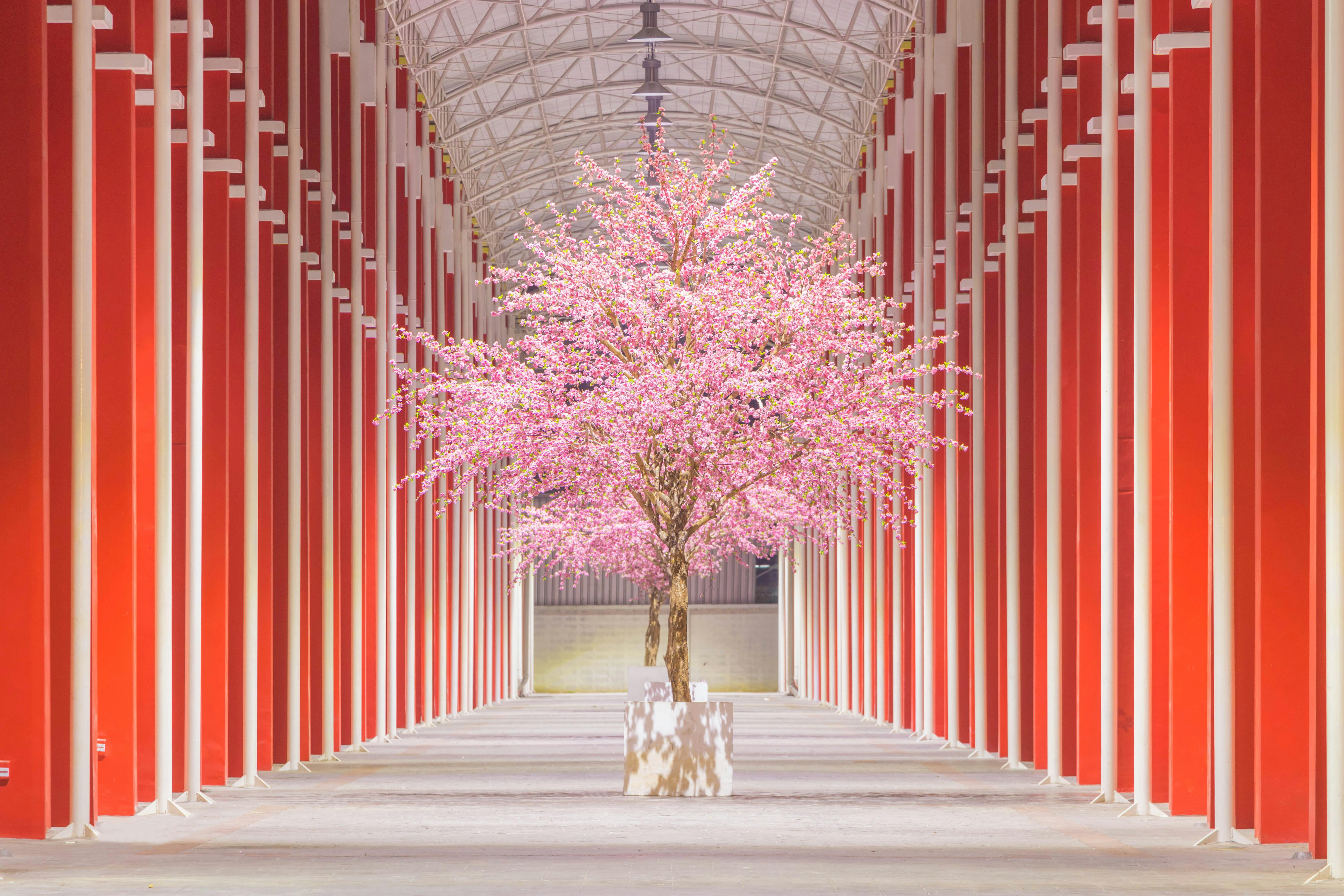 Pink Tree in Between Red Pillars · Free Stock Photo
