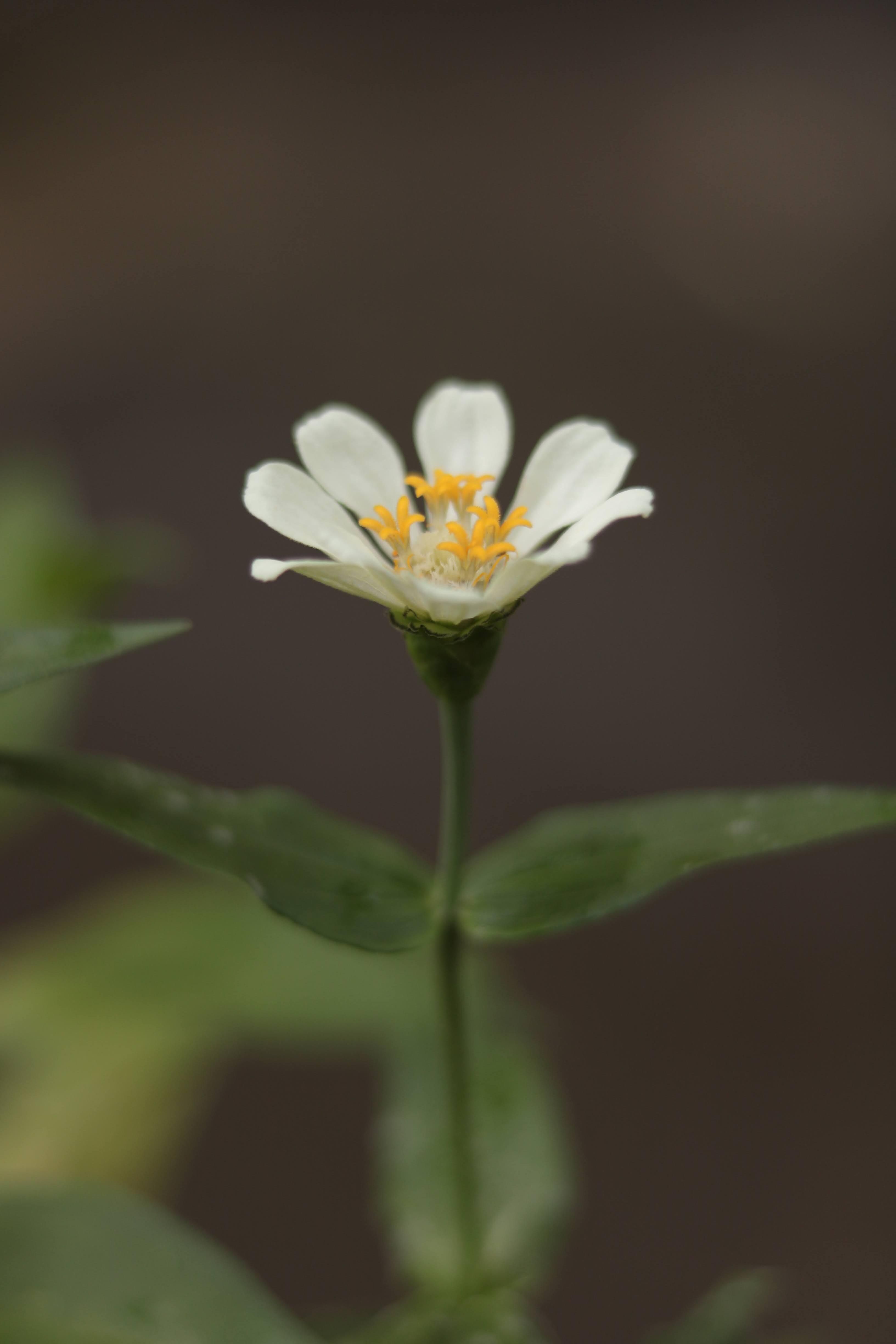A Close-Up Shot of a Chickweed Flower · Free Stock Photo