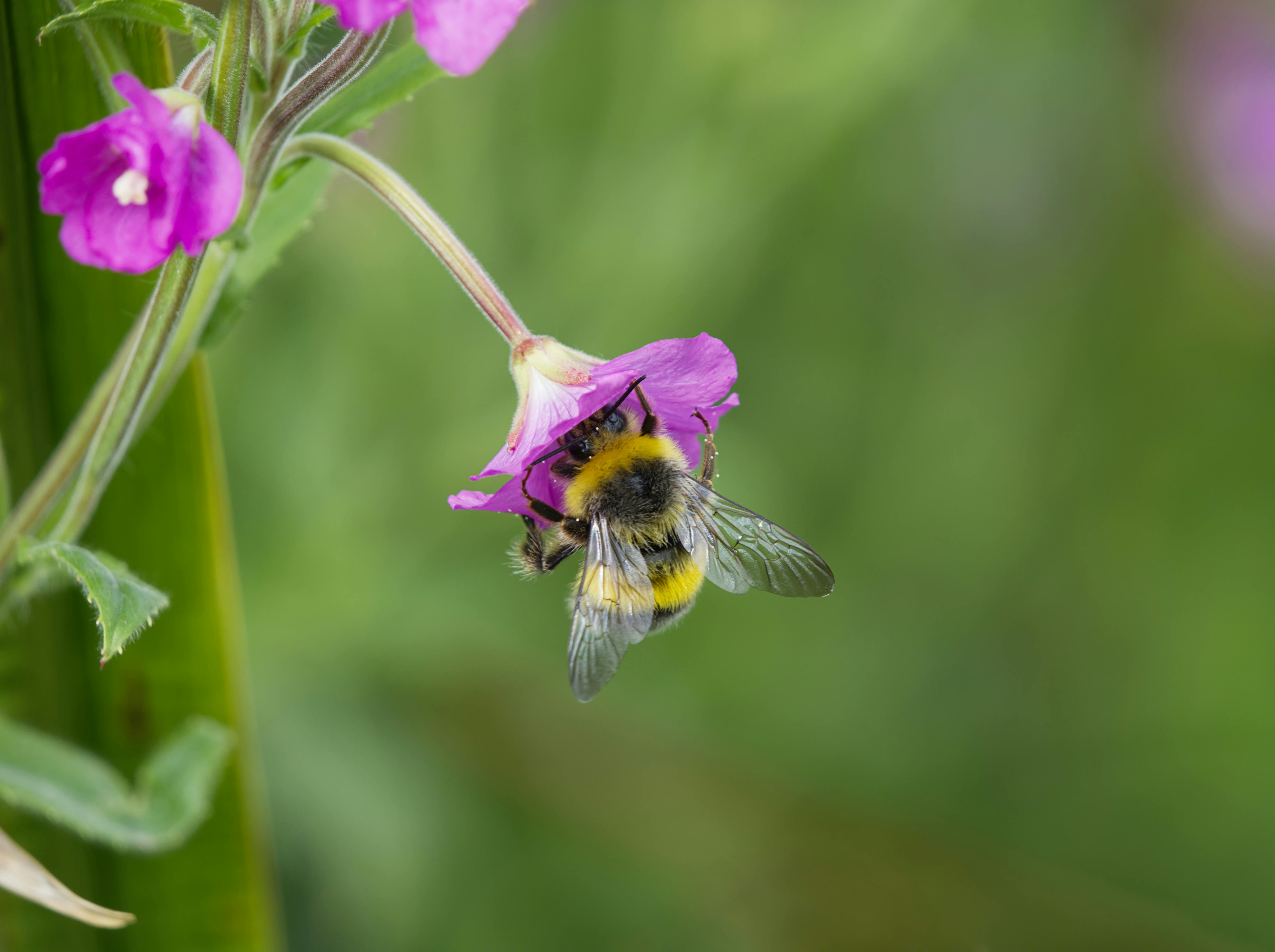 Black and Yellow Bee on Purple Flowers · Free Stock Photo