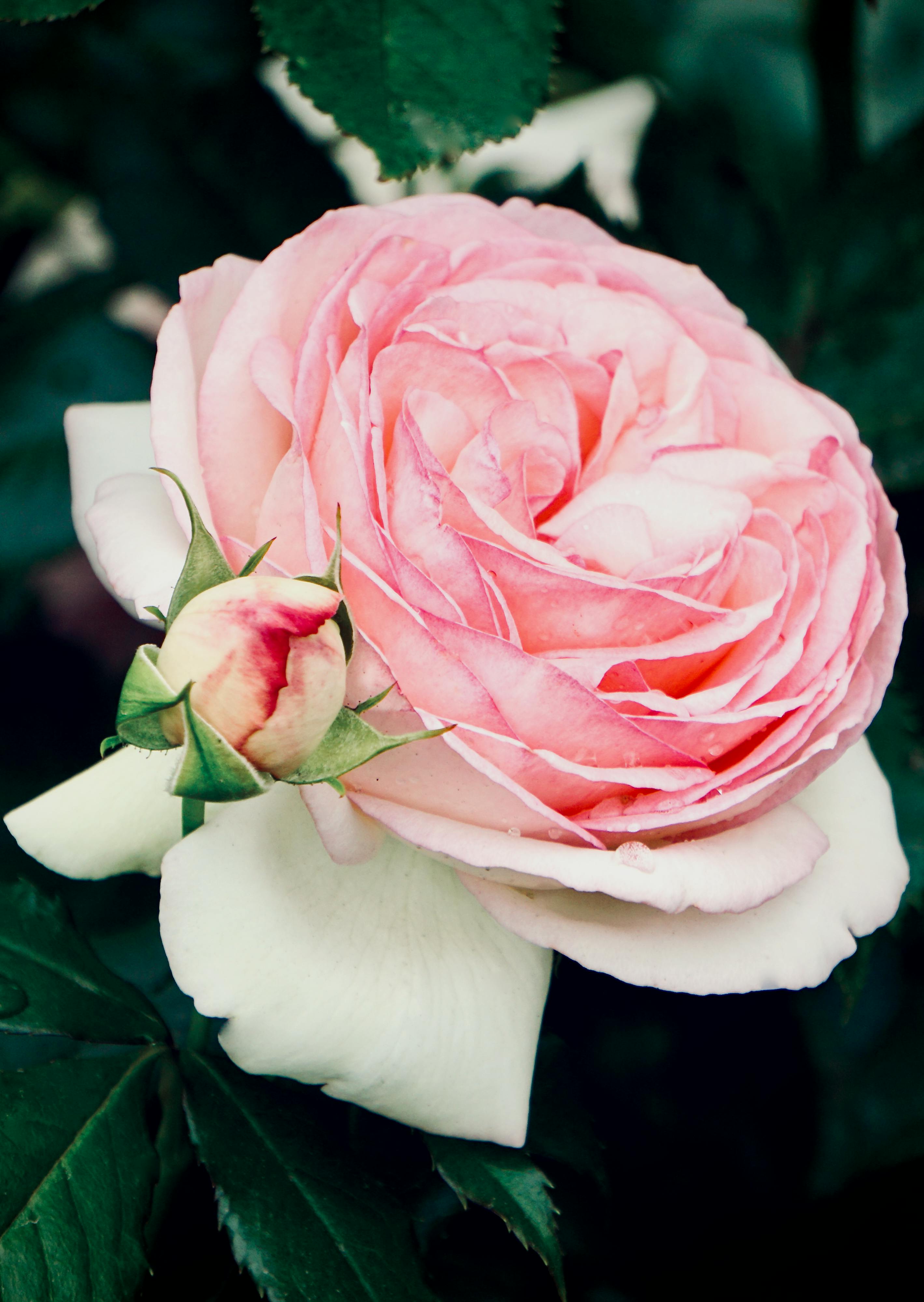 Pink Roses in Close Up Photography · Free Stock Photo