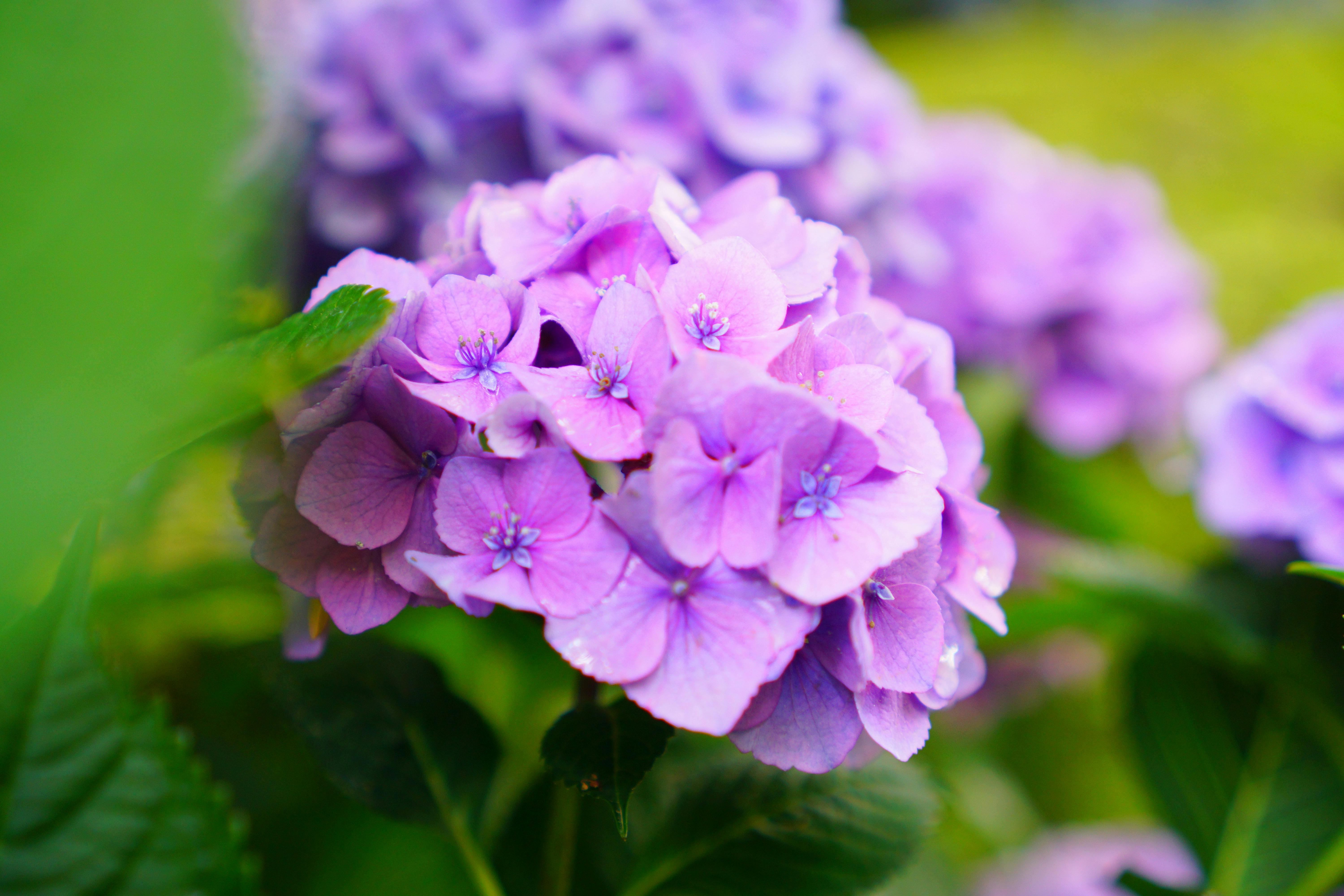 Purple Flowers in Close Up Photography · Free Stock Photo
