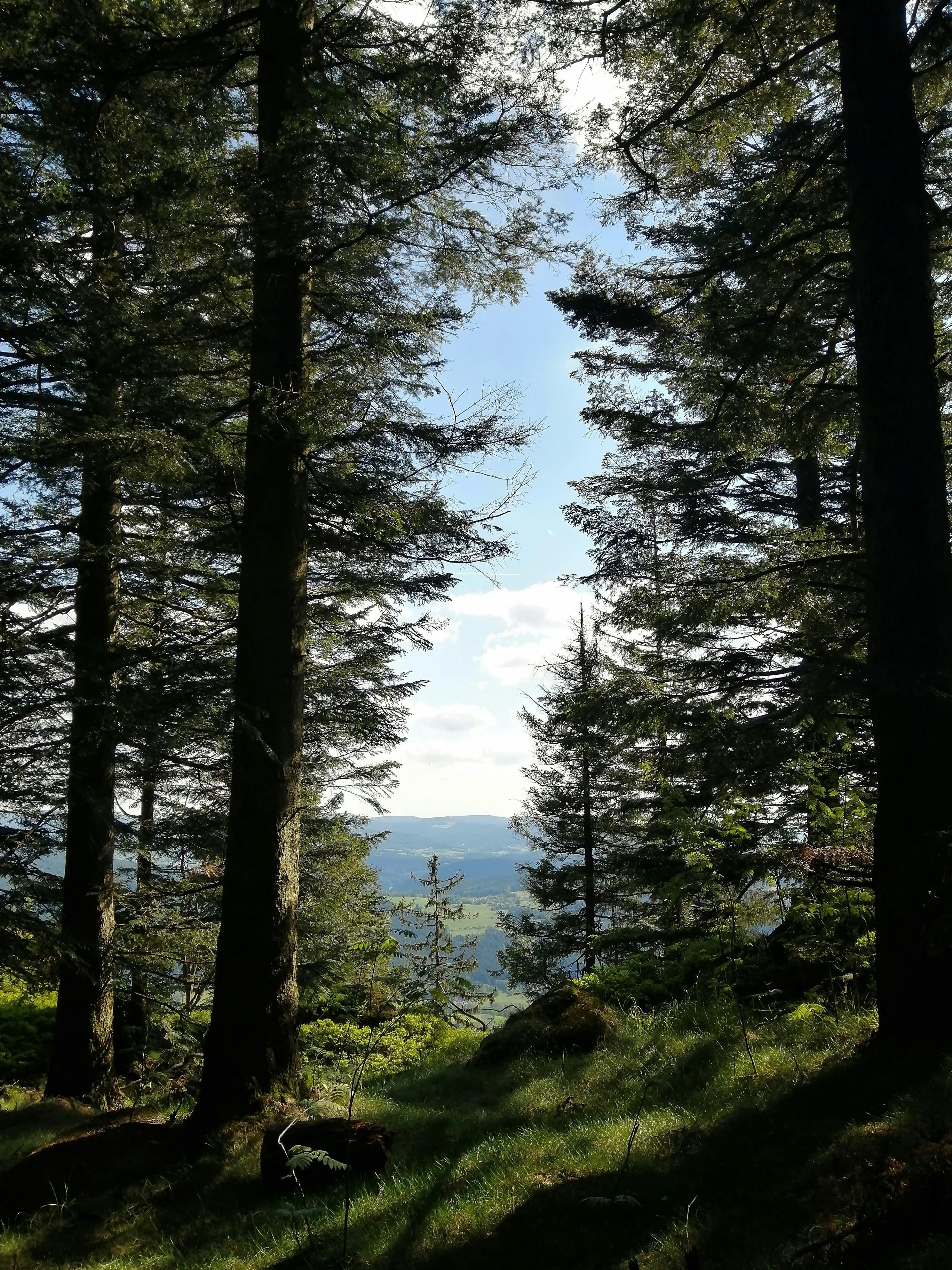 Green Trees on Mountain · Free Stock Photo