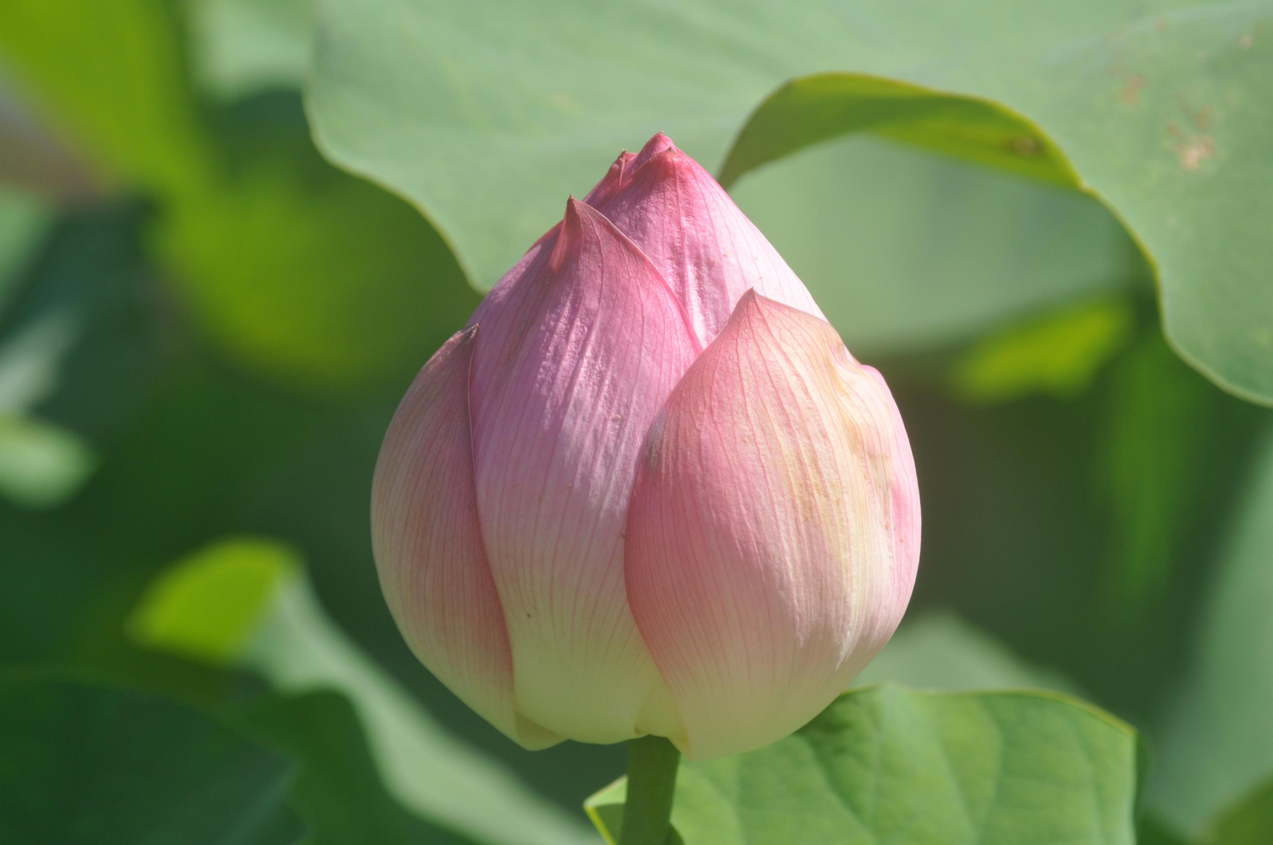 Close Up Photo of Flower Bud · Free Stock Photo