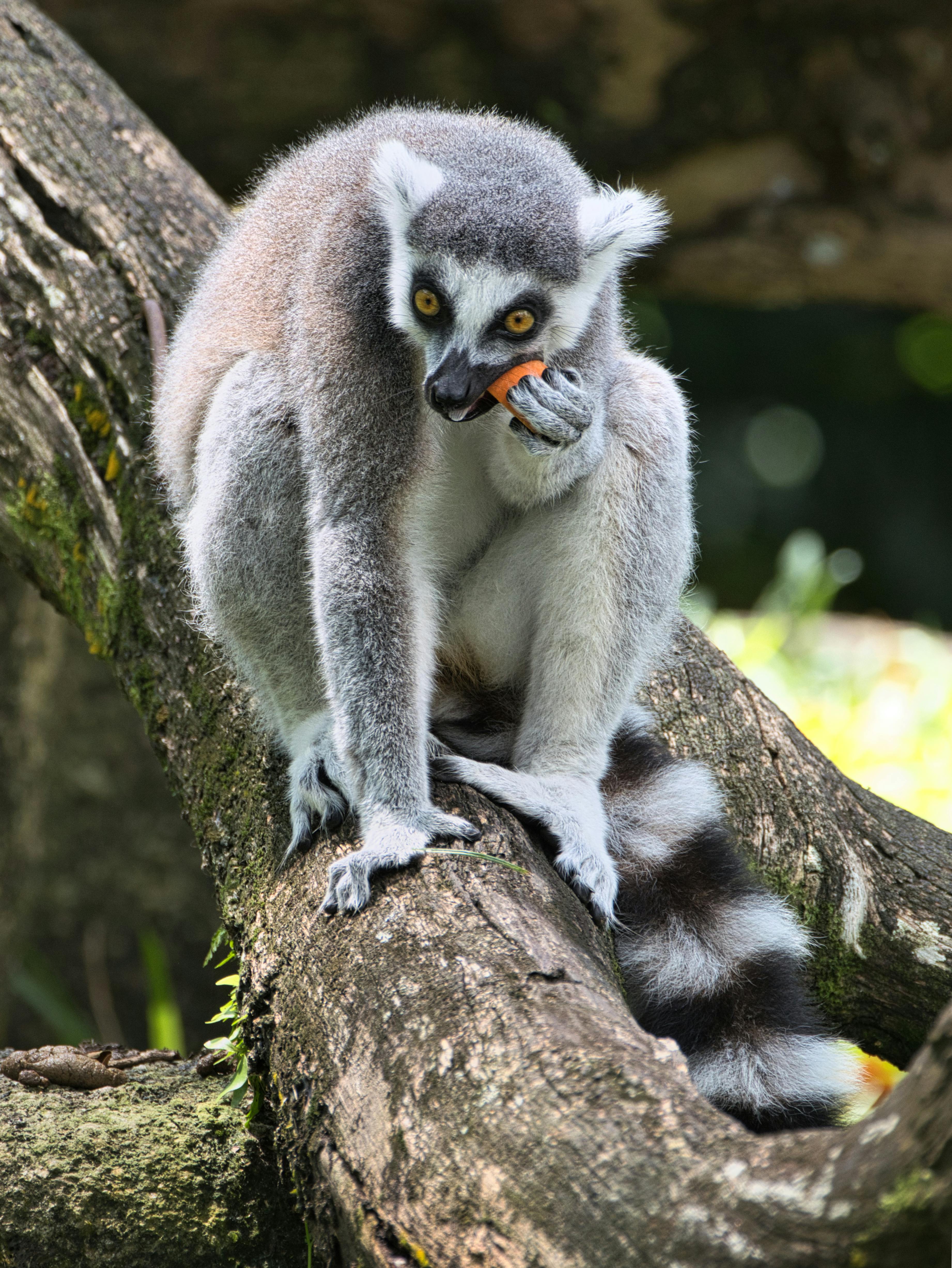 Close-Up Shot of a Lemur Sitting on Tree Branch · Free Stock Photo