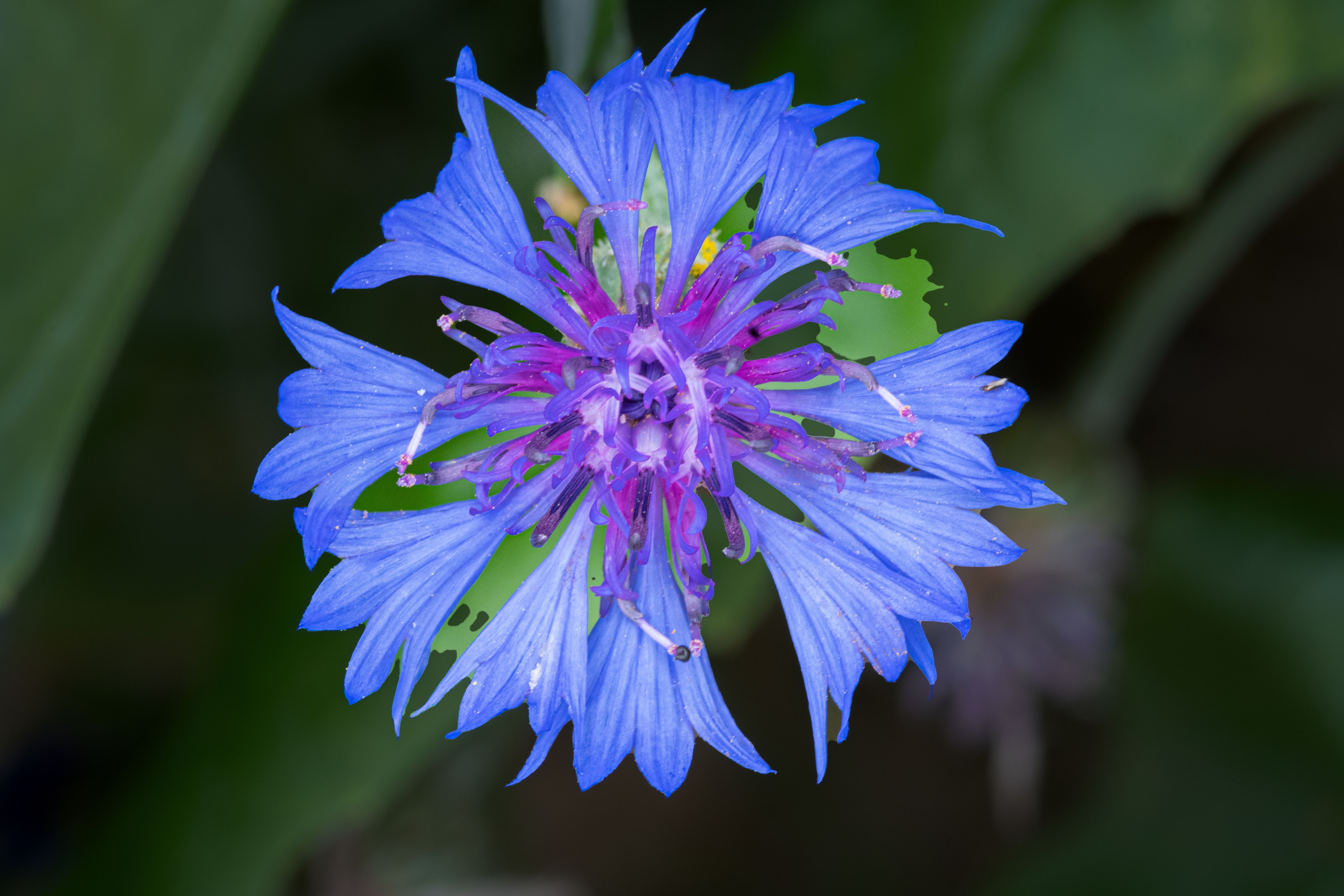 Close-up Photo of a Cornflower Blue · Free Stock Photo